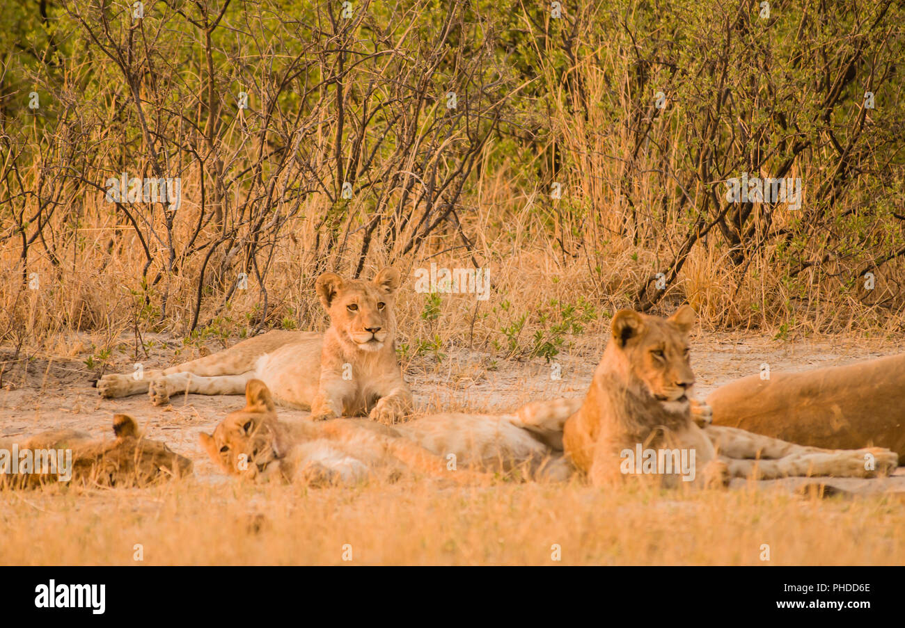 Lioness in the Savannah of in Zimbabwe, South Africa Stock Photo - Alamy