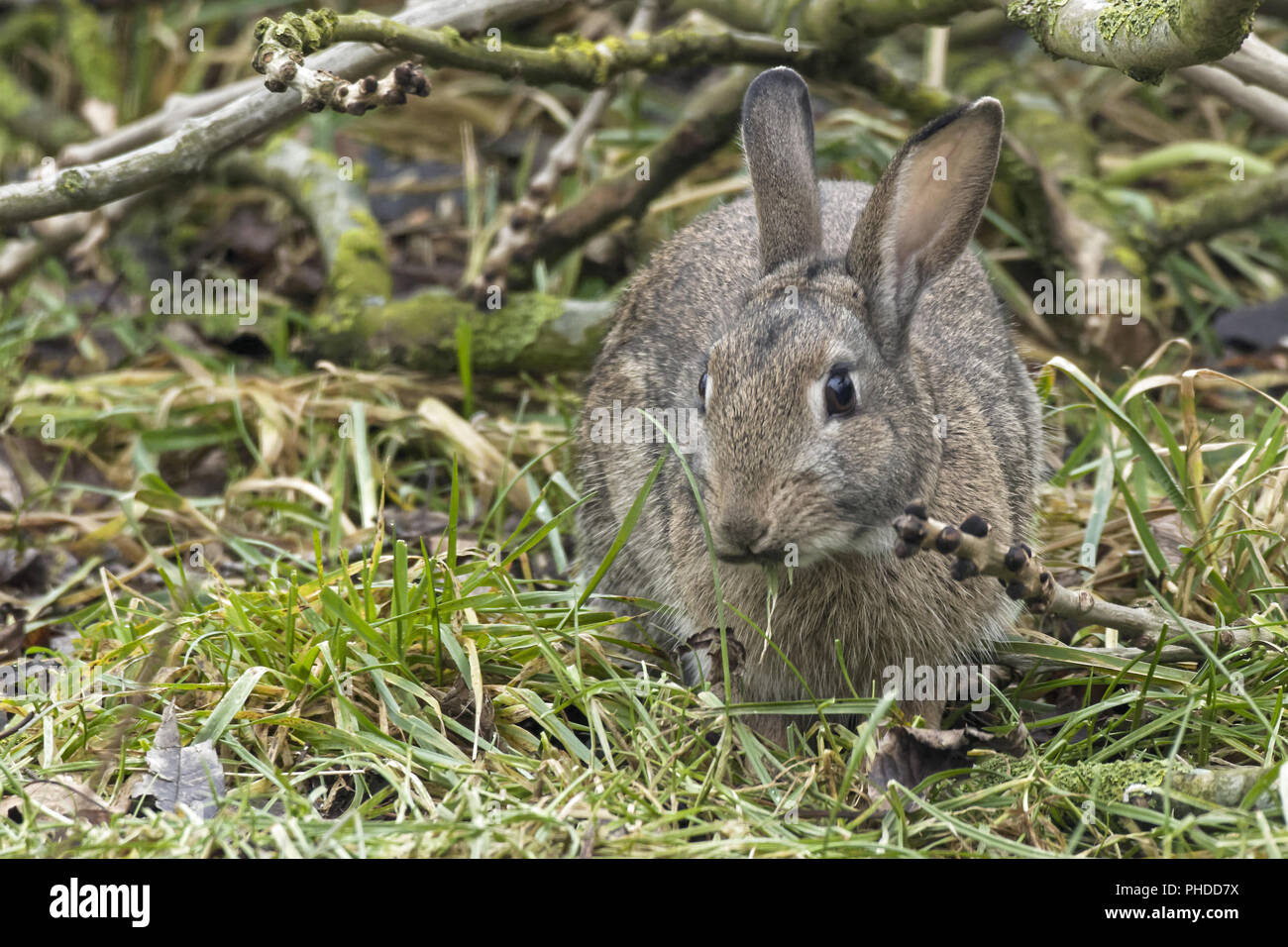 Wild Rabbits High Resolution Stock Photography and Images - Alamy