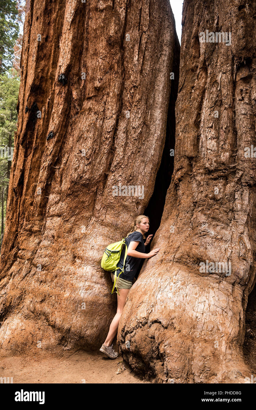 Images of Sequoias and visitors to the Trail of 100 Giants in the Grand ...