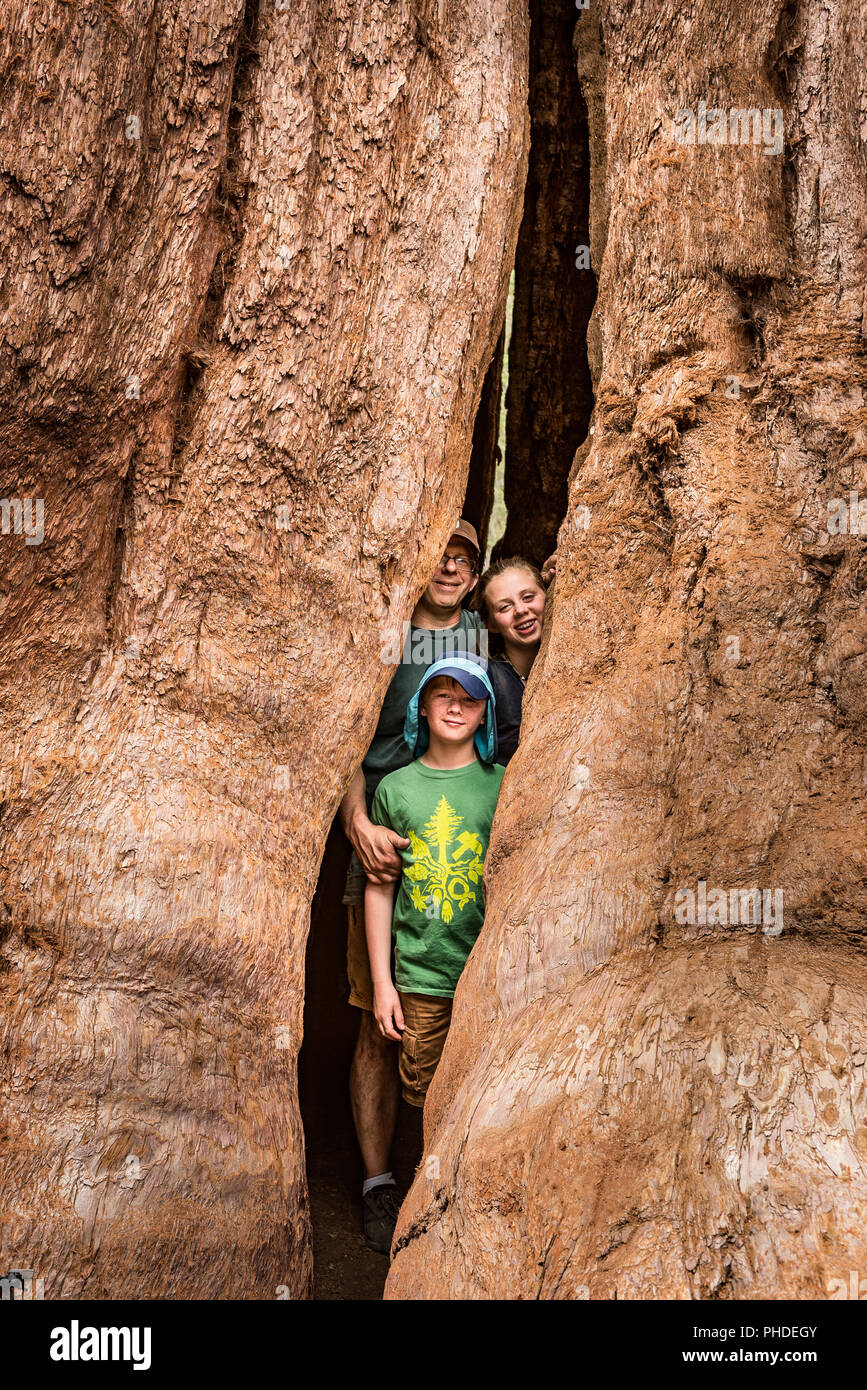Giant sequoia climb hi-res stock photography and images - Alamy