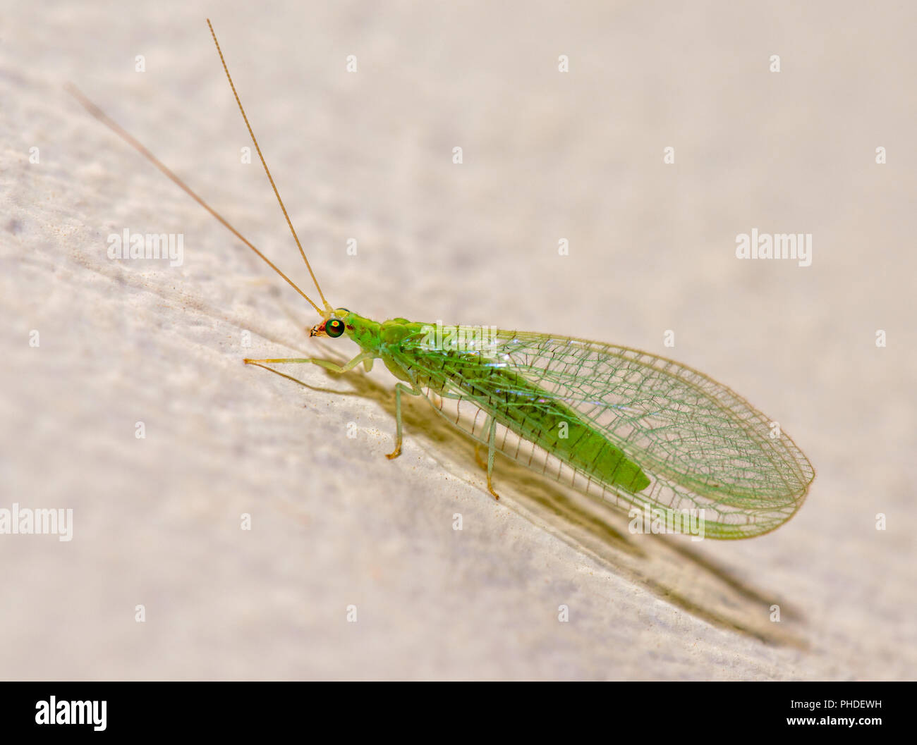 Entomology and lacewing hi-res stock photography and images - Alamy