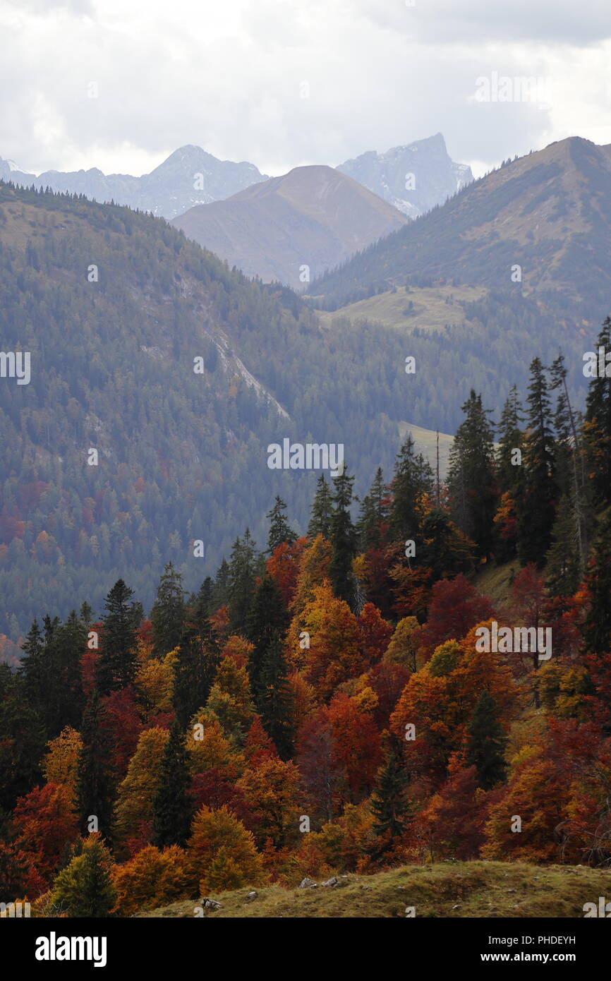 Alps forest autumn hi-res stock photography and images - Alamy