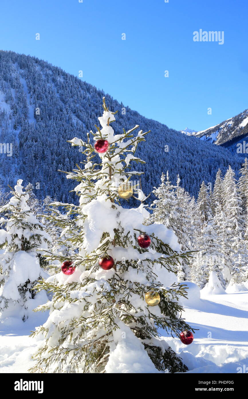 Christmas Tree Photos Nature at Tammy Pough blog