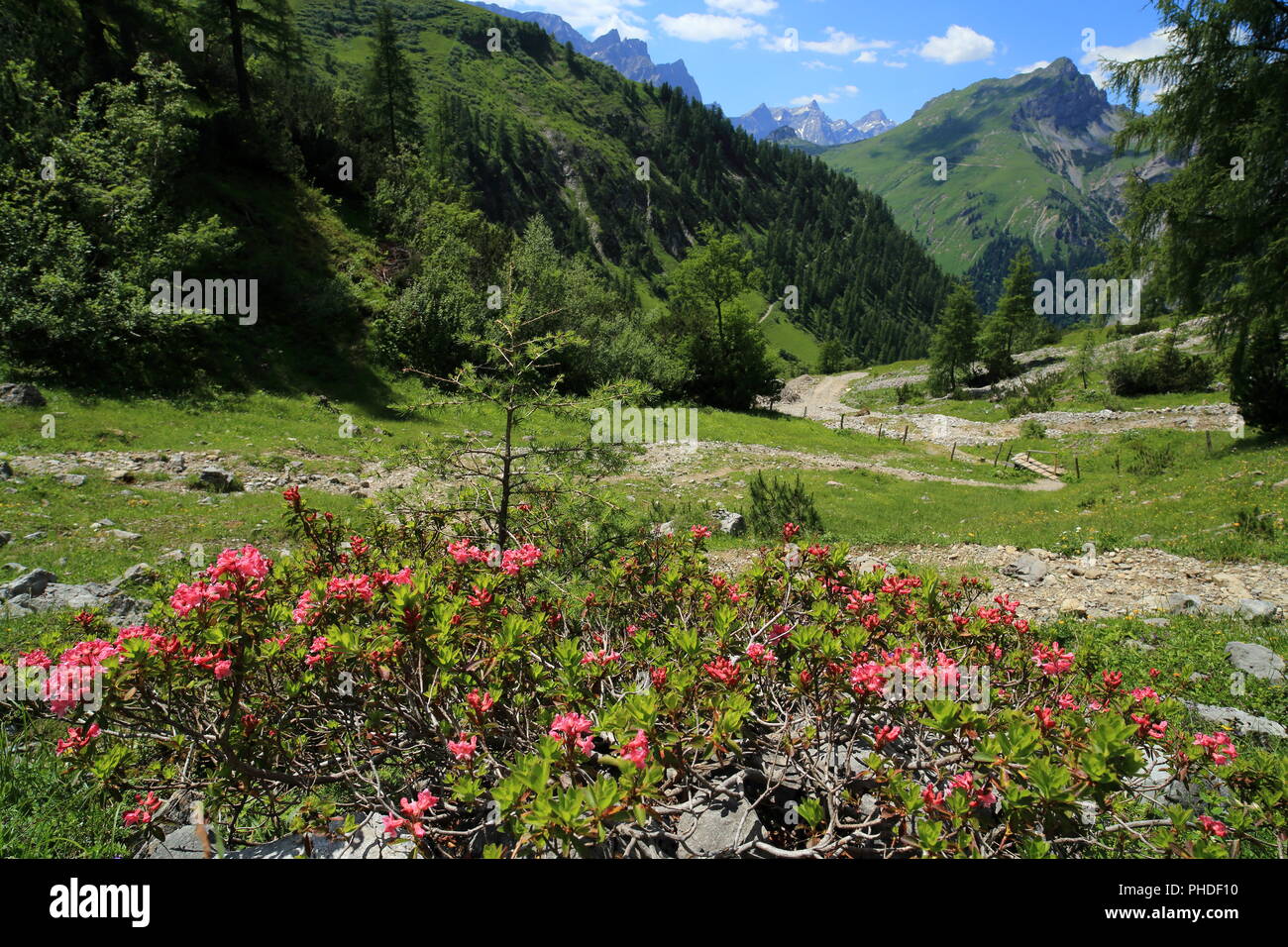 flowers in the alps Stock Photo - Alamy