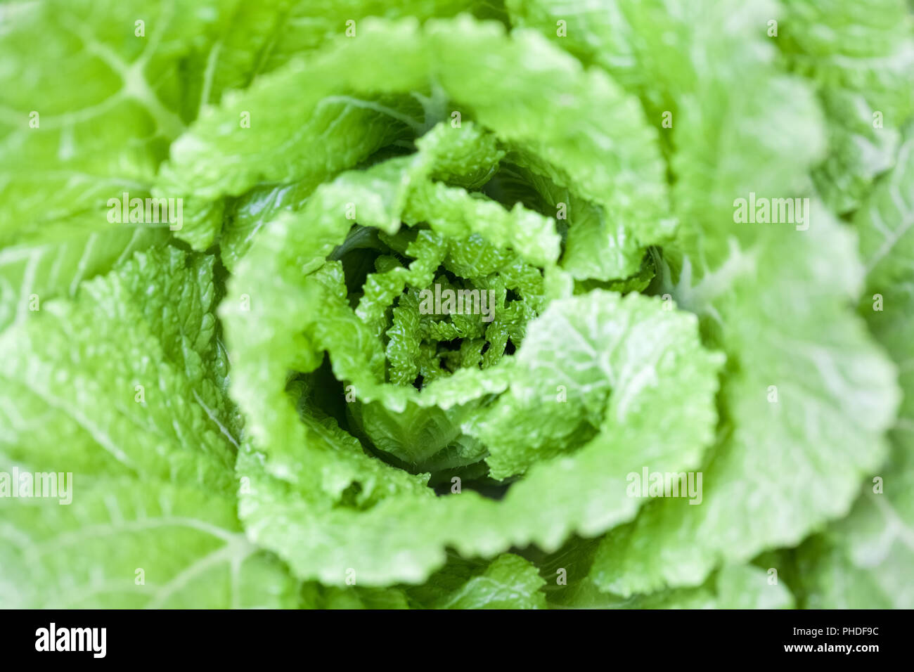 cabbage closeup background Stock Photo - Alamy