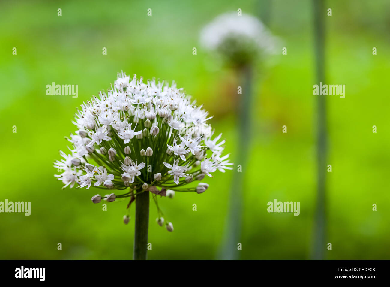 Onion flower hi-res stock photography and images - Alamy