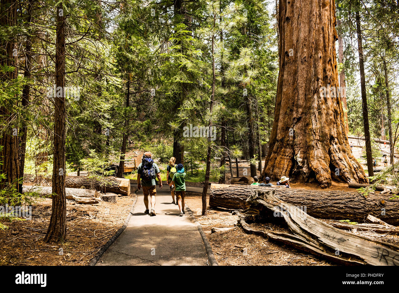 Images of Sequoias and visitors to the Trail of 100 Giants in the Grand ...