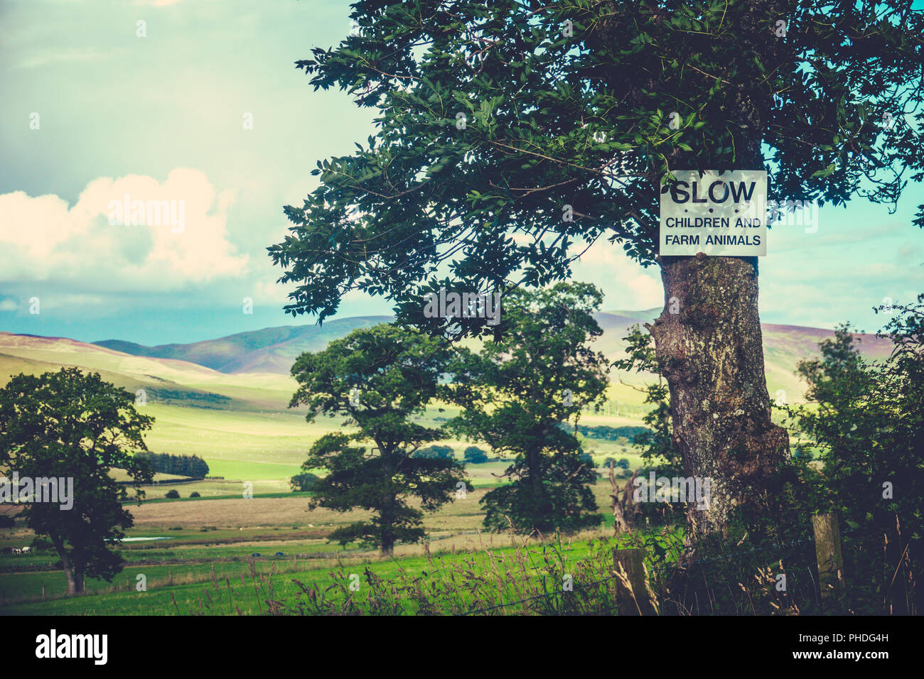 Road traffic sign warning sheep hi-res stock photography and images - Alamy