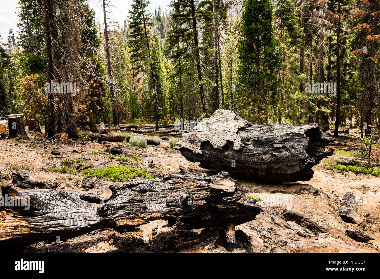 Images of Sequoias and visitors to the Trail of 100 Giants in the Grand ...