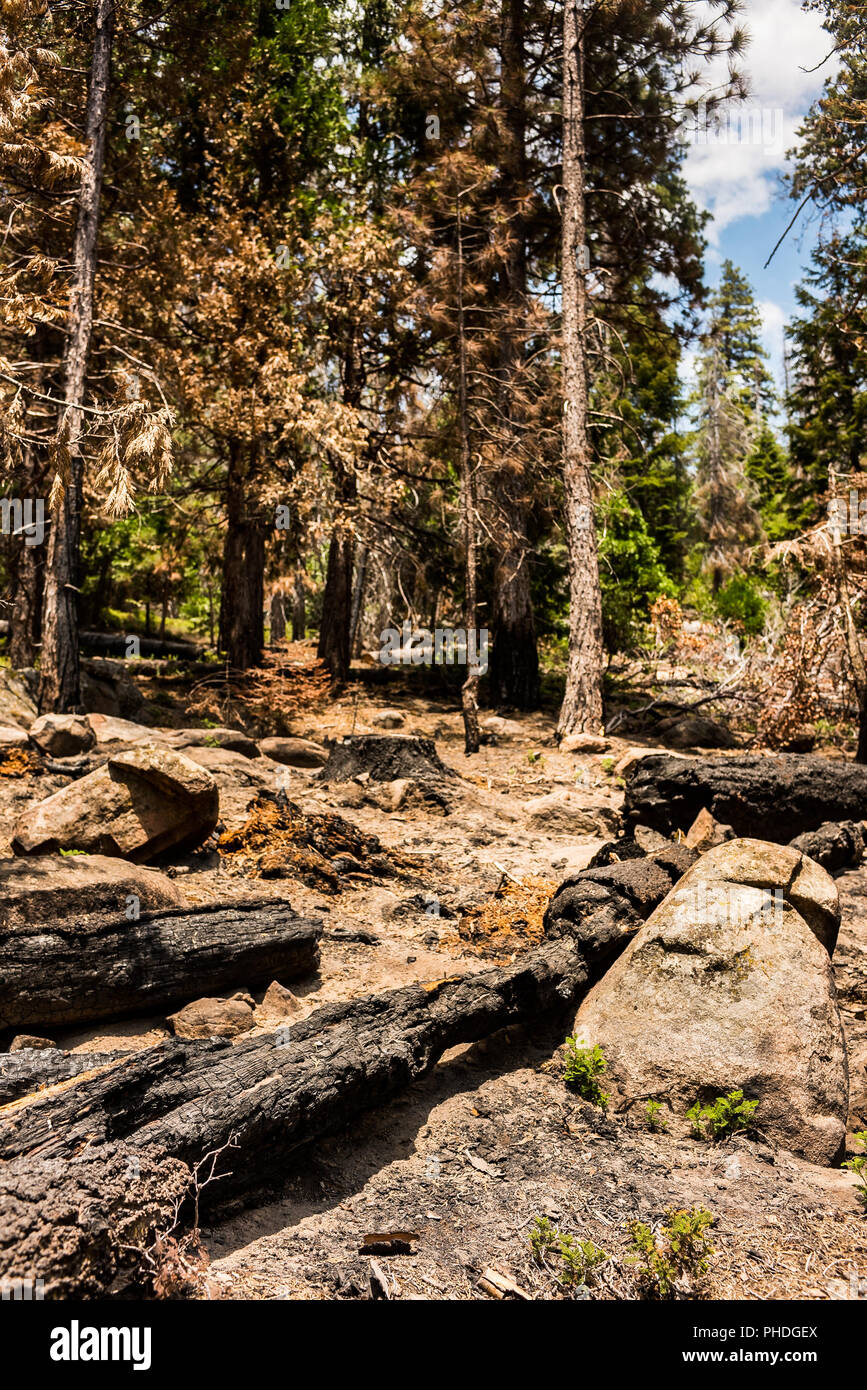 Images of Sequoias and visitors to the Trail of 100 Giants in the Grand ...