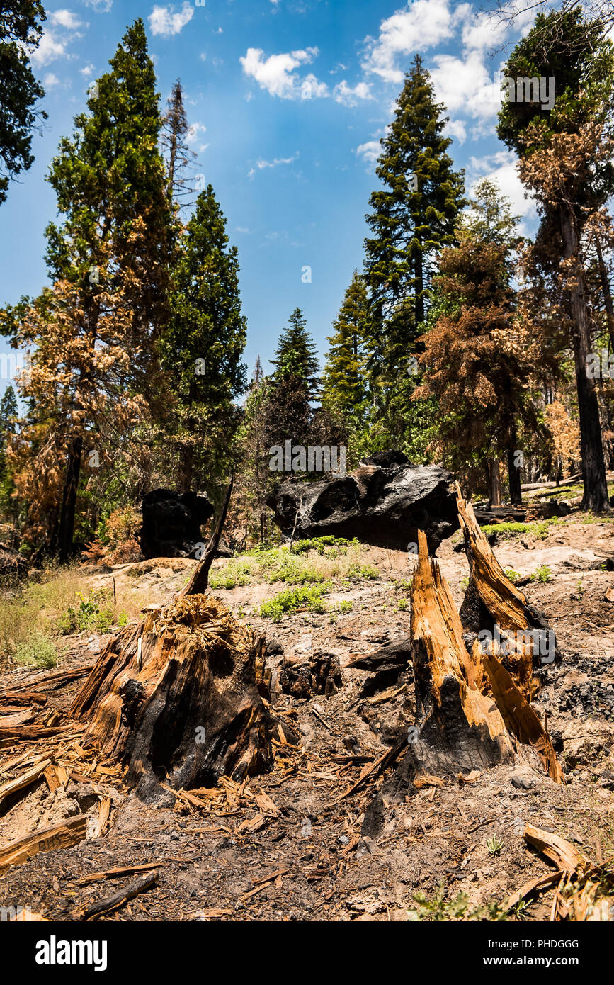 Images of Sequoias and visitors to the Trail of 100 Giants in the Grand ...