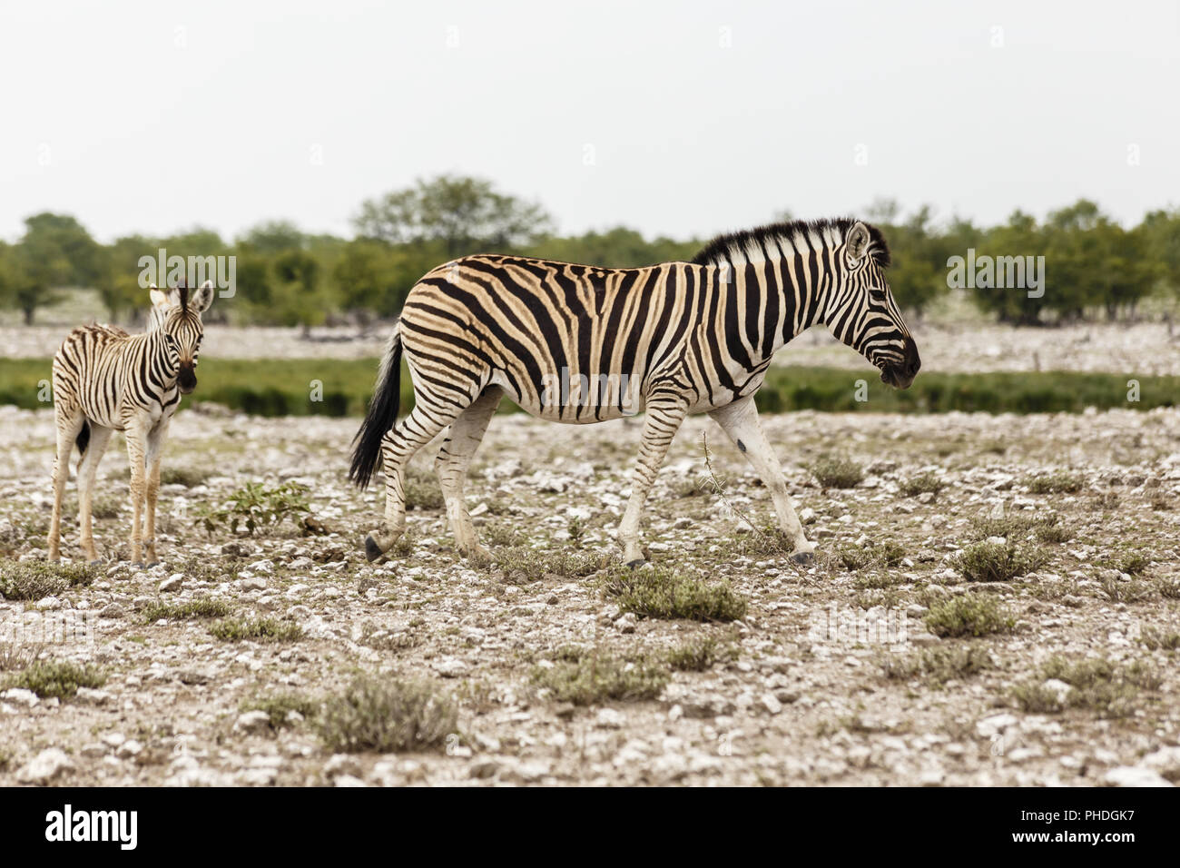 Zebra with foal hi-res stock photography and images - Alamy