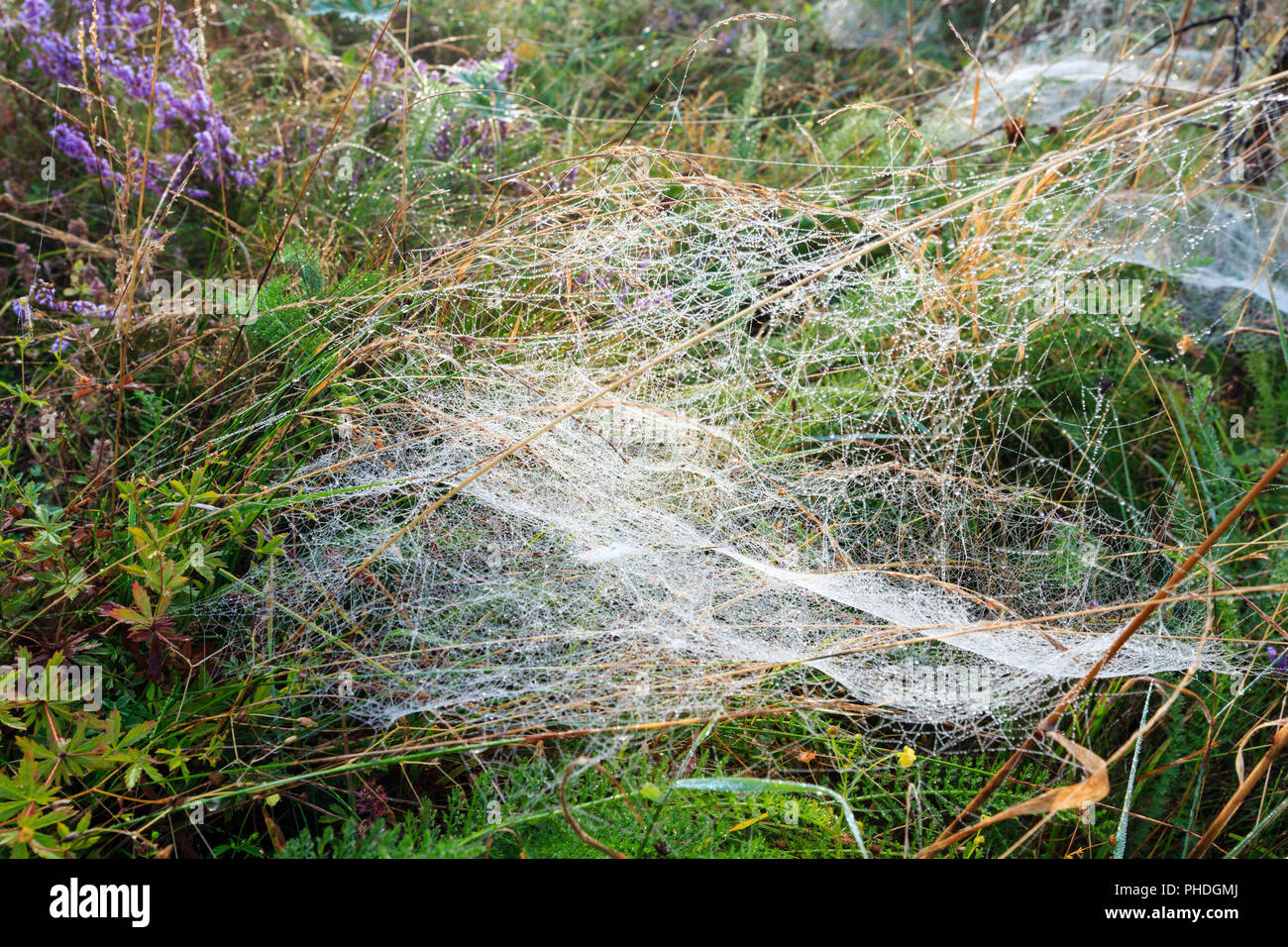 Misty morning dew on mountain meadow Stock Photo - Alamy