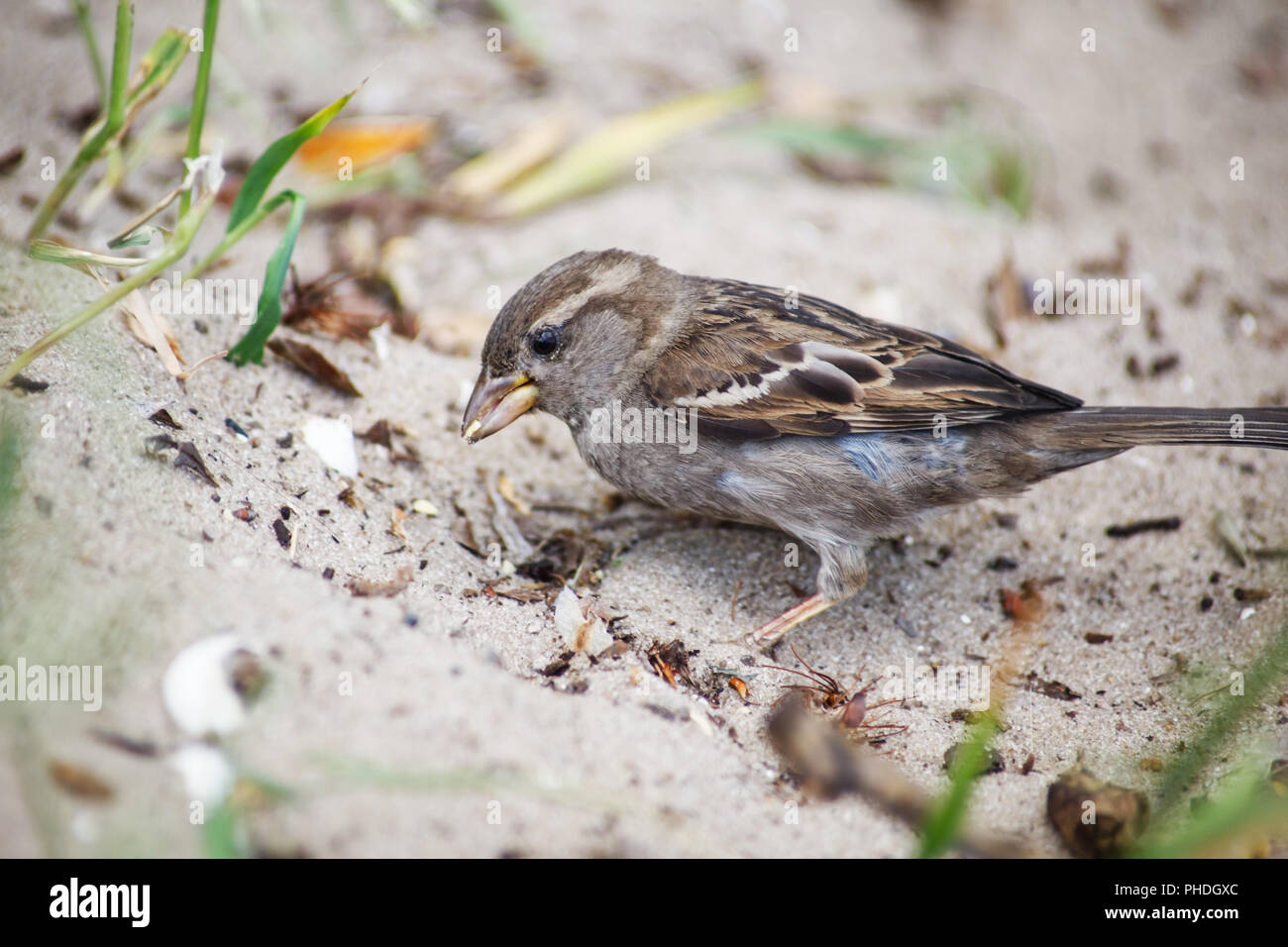 Jumping sparrow hi-res stock photography and images - Alamy