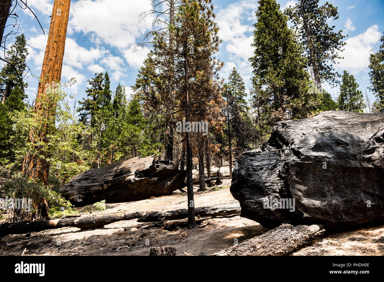 Images of Sequoias and visitors to the Trail of 100 Giants in the Grand ...
