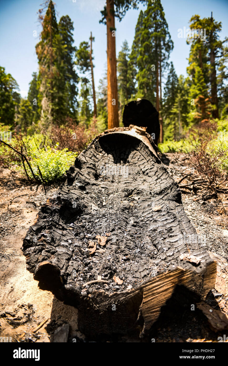Giant sequoias fire hi-res stock photography and images - Alamy