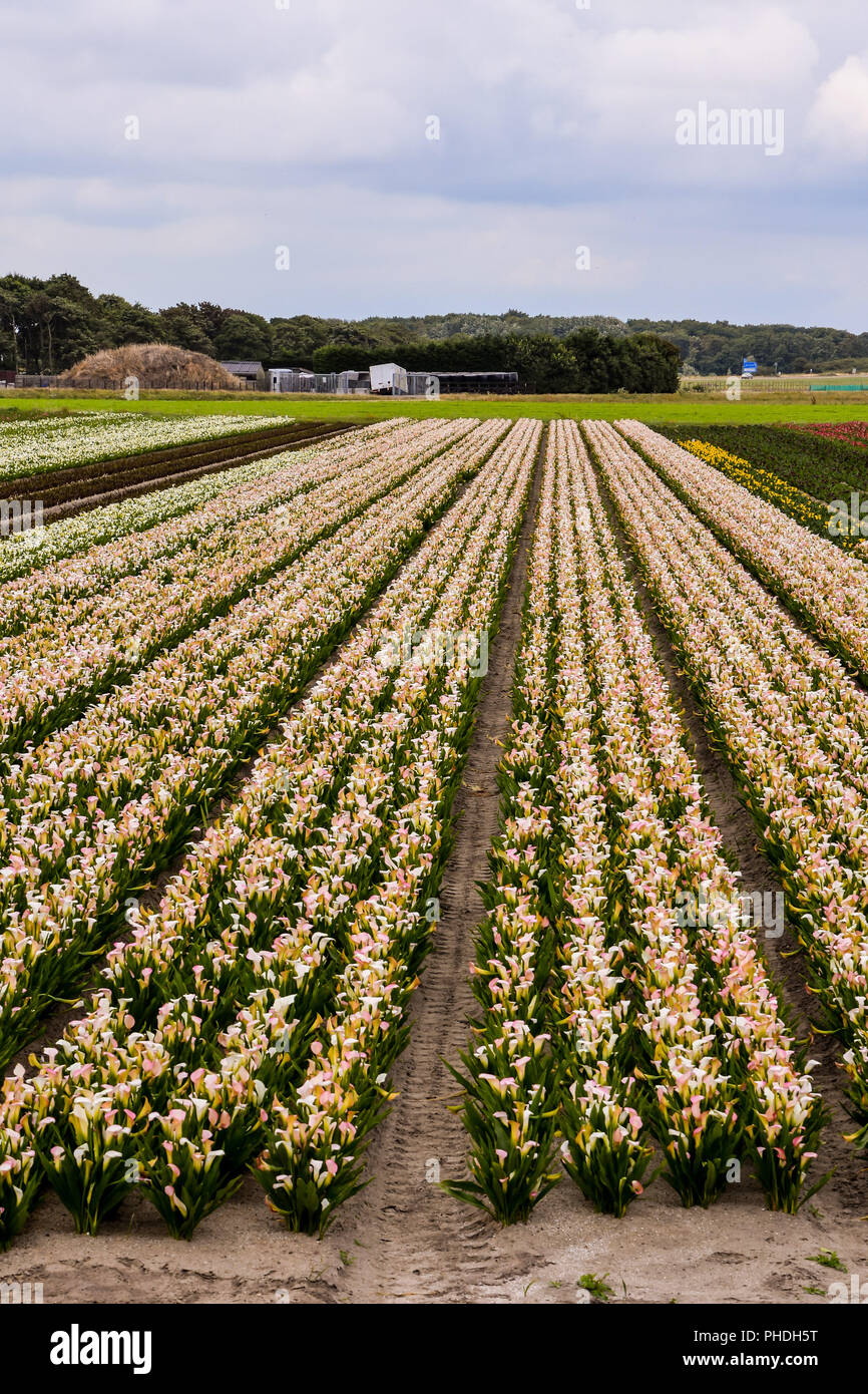 Calla garden field cultivation Stock Photo - Alamy