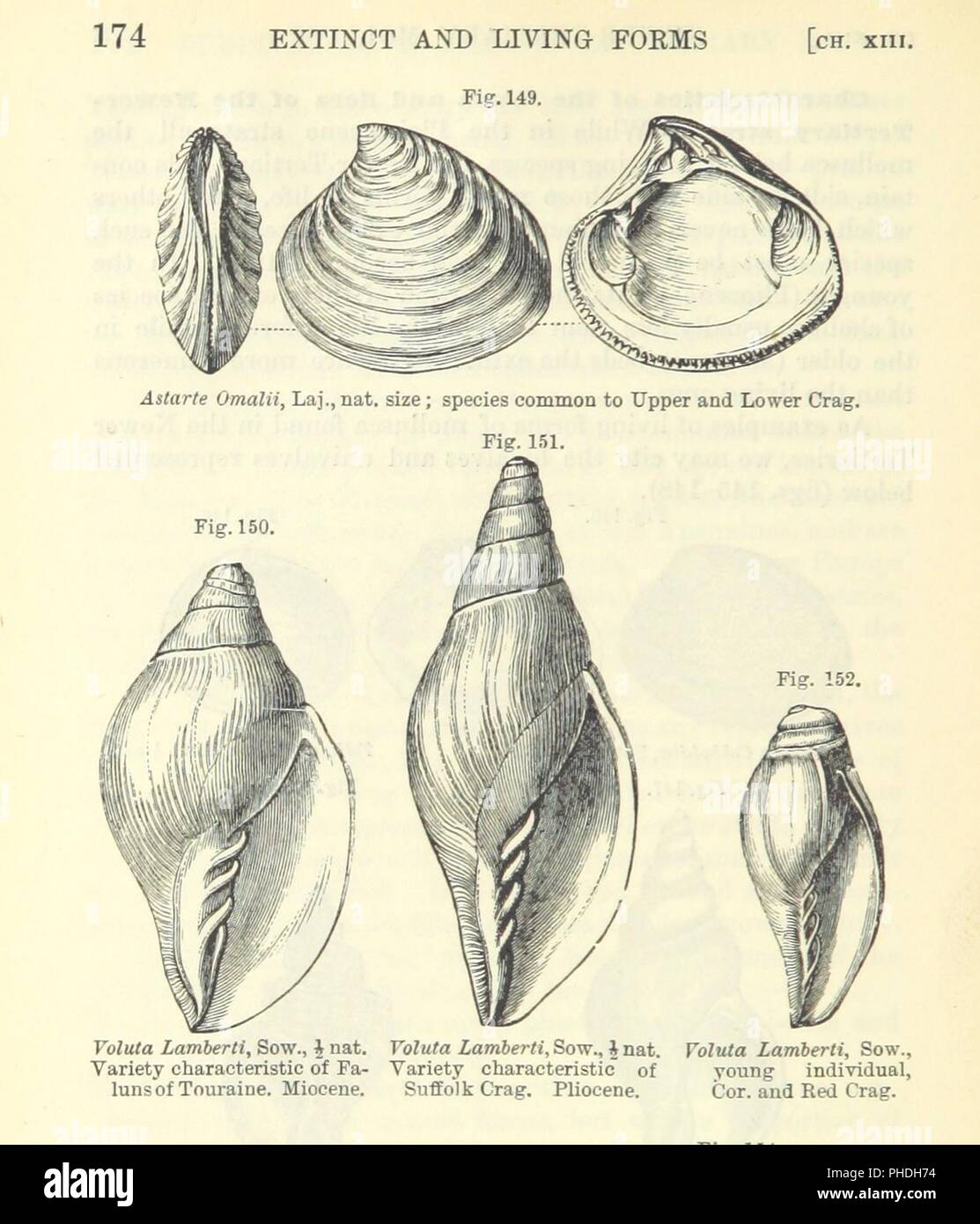 Lyell geology hi-res stock photography and images - Alamy
