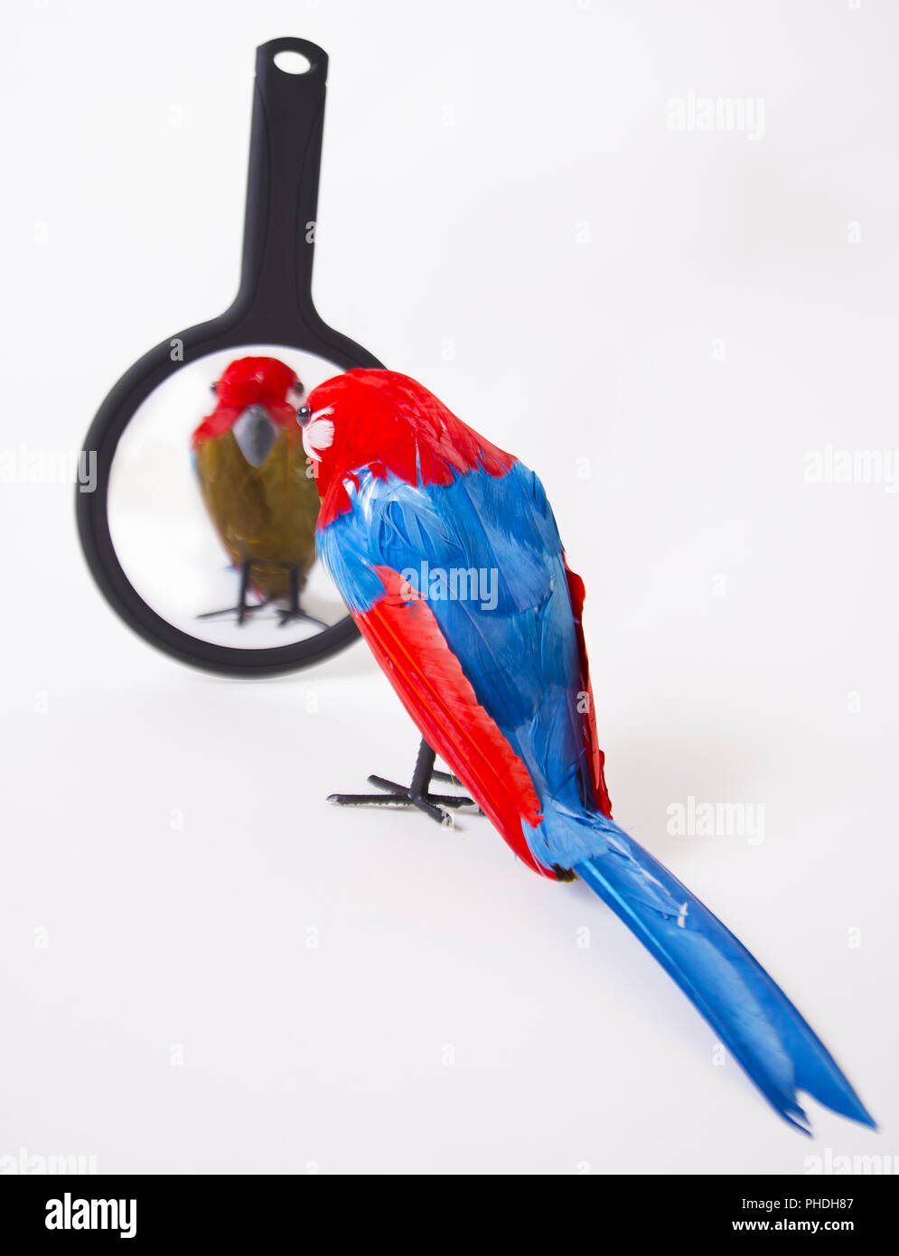 Parrot looking in mirror hi-res stock photography and images - Alamy