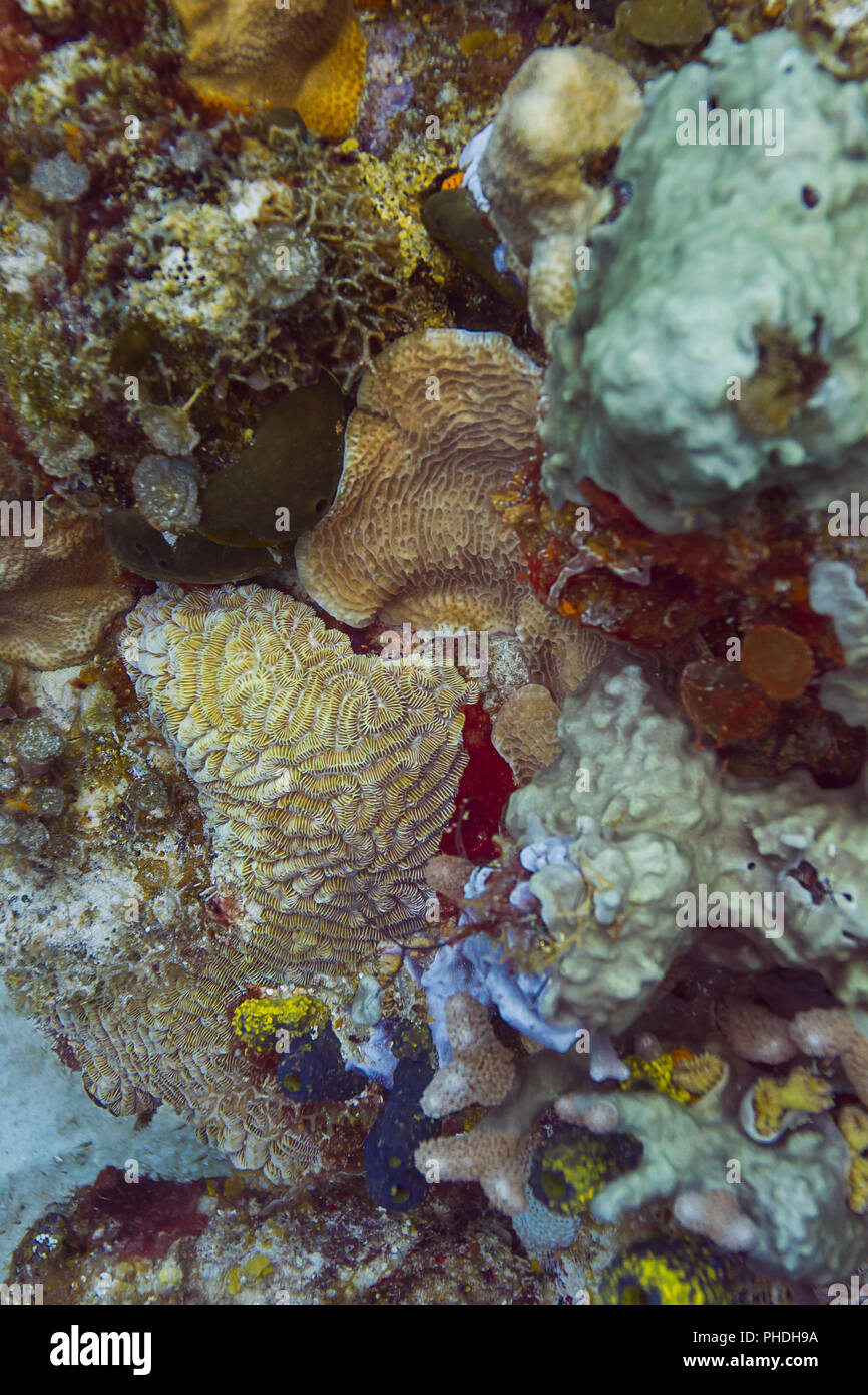 Colorful reef texture Stock Photo - Alamy