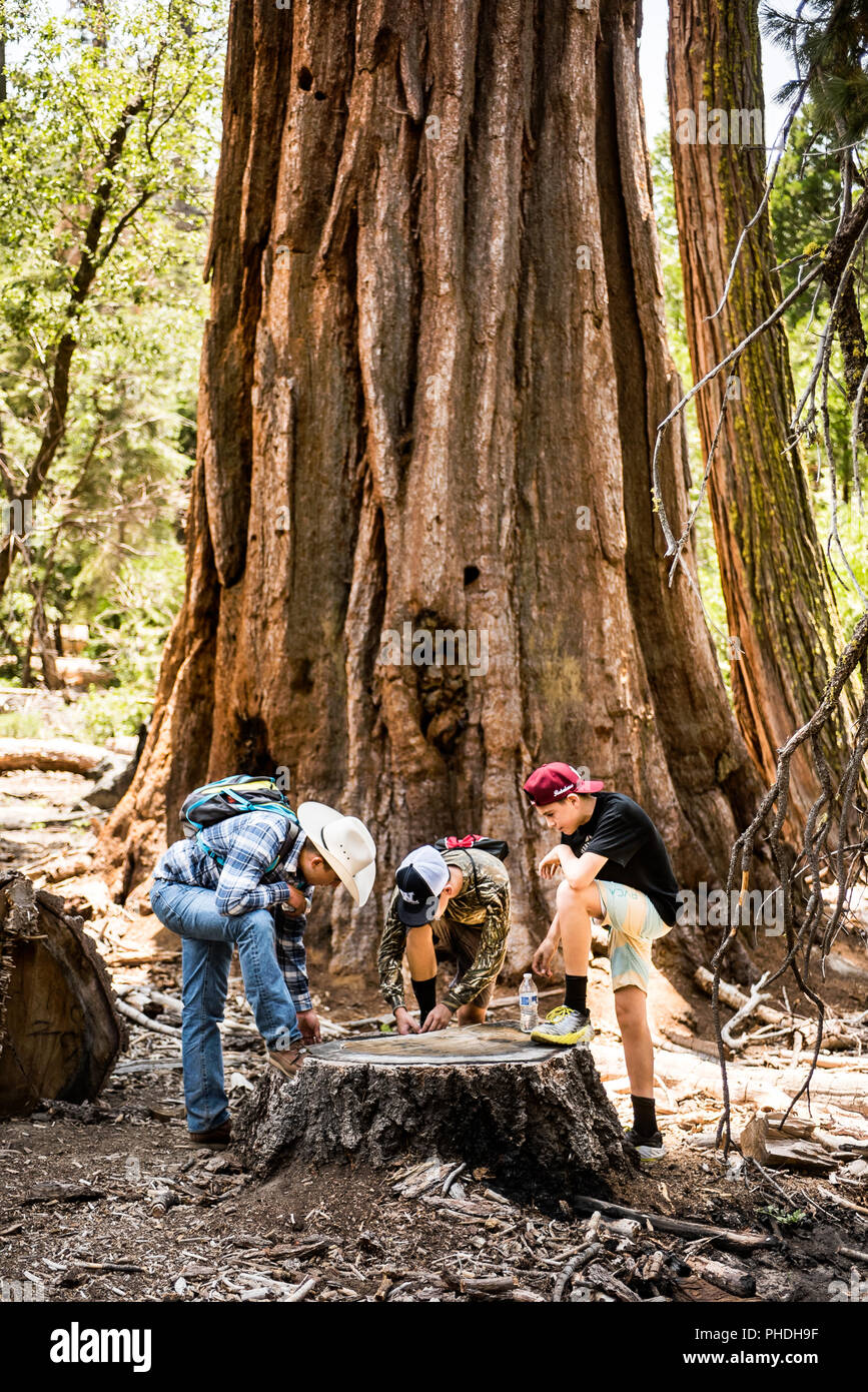 Images of Sequoias and visitors to the Trail of 100 Giants in the Grand ...