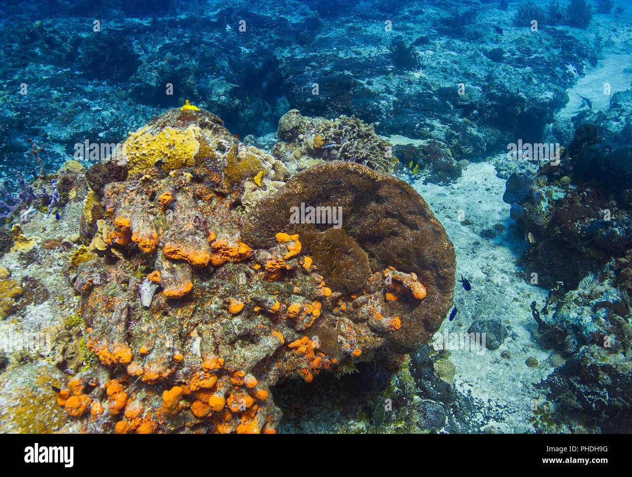Colorful coral reef Stock Photo - Alamy