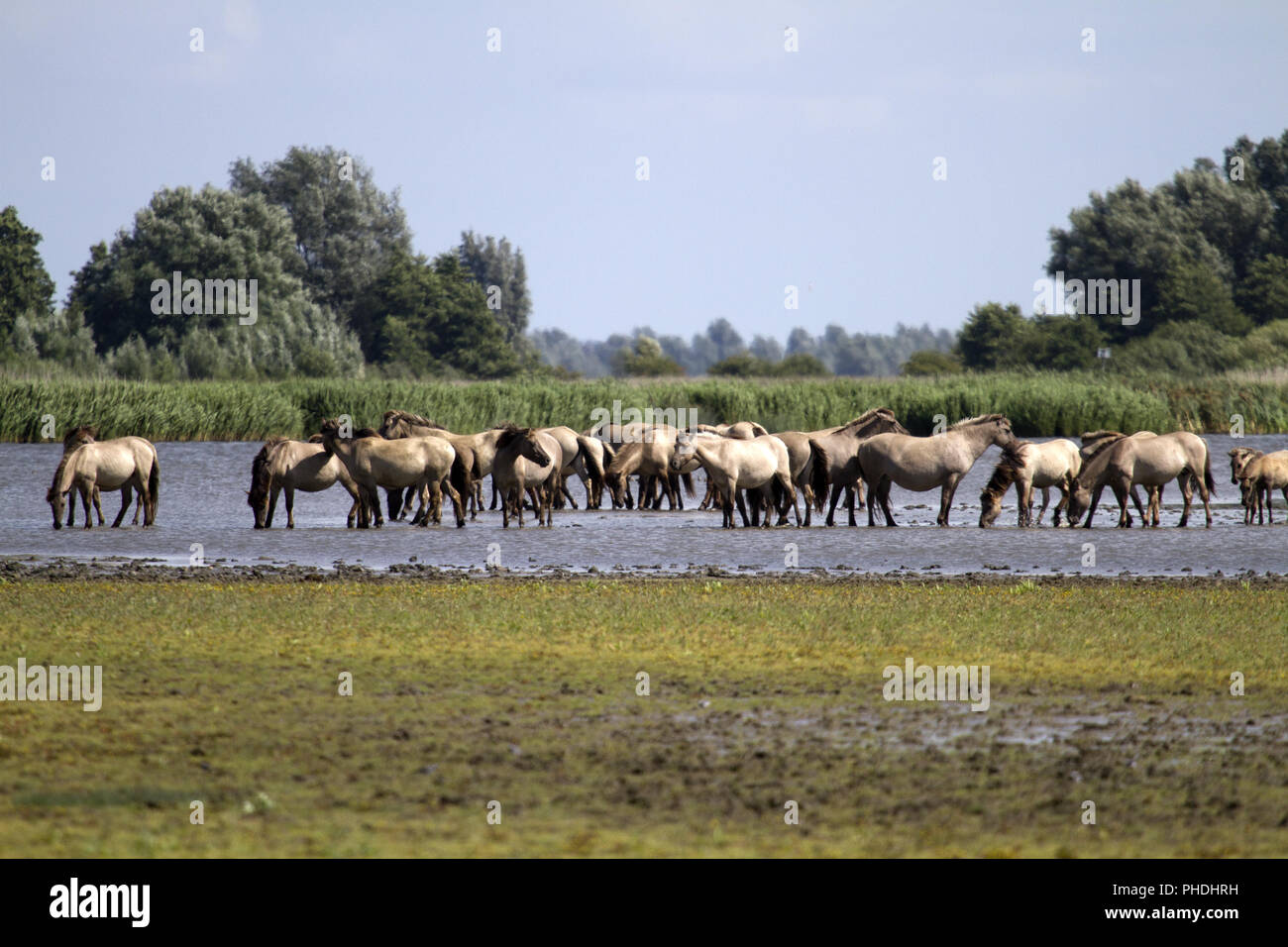Poppet hi-res stock photography and images - Alamy