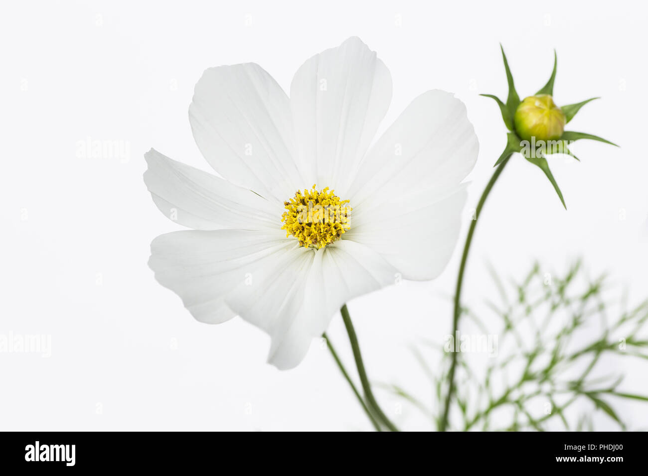 White cosmo flower Stock Photo - Alamy