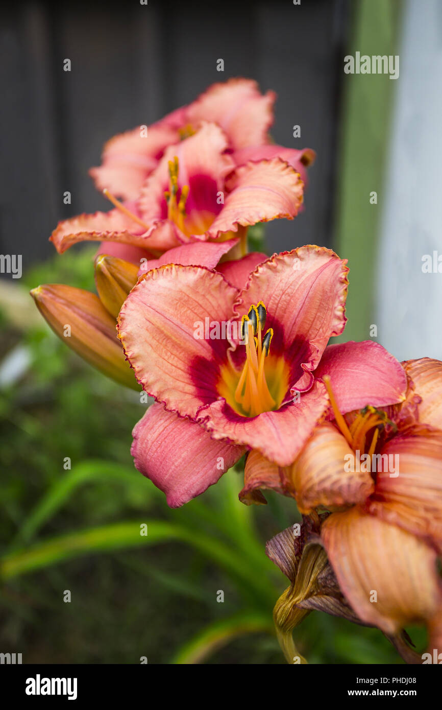 Botanical close up photography hi-res stock photography and images - Alamy