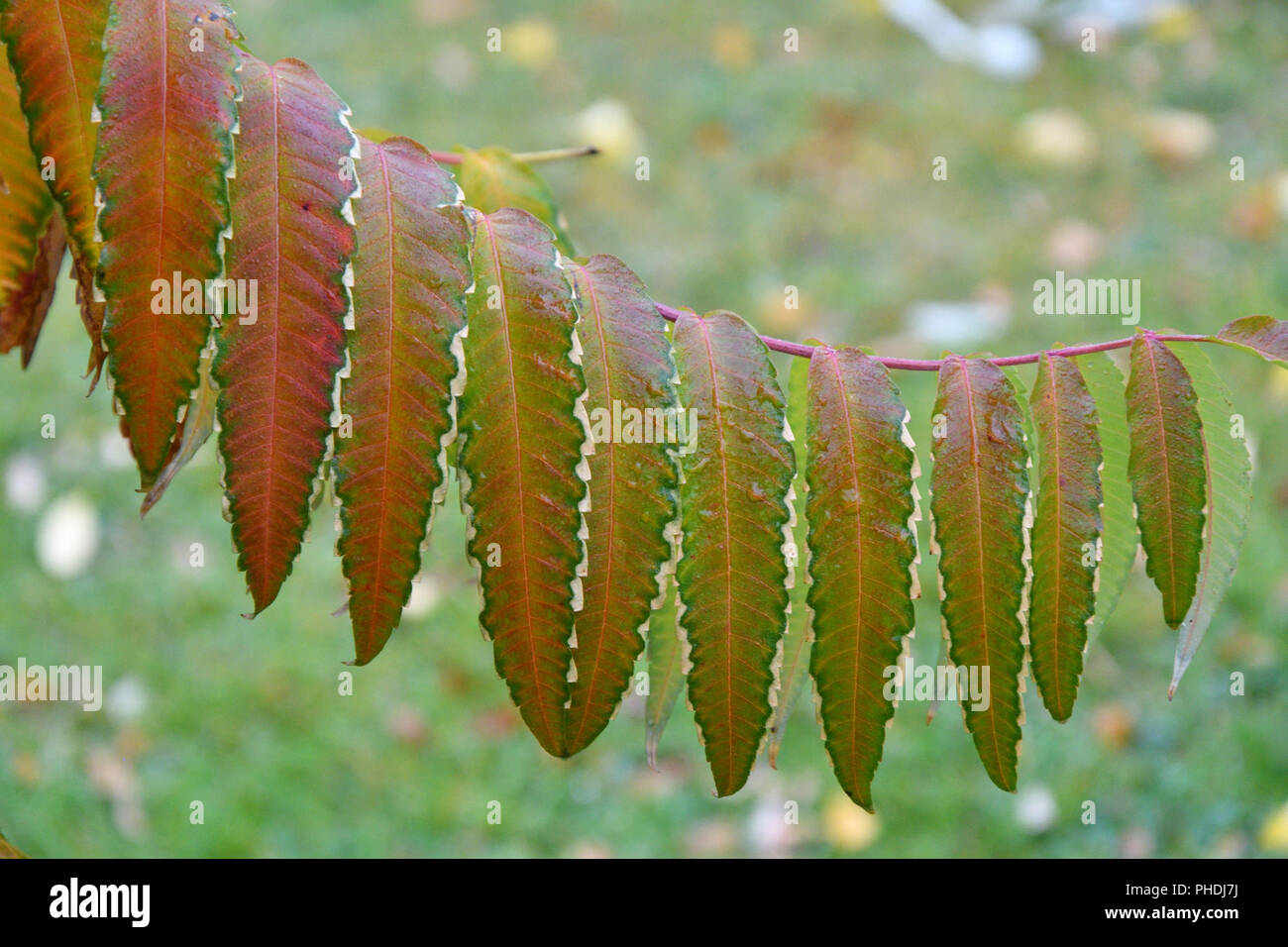 Autumn leaves tree sumac (LAT. Rhus typhina) after the rain Stock Photo ...