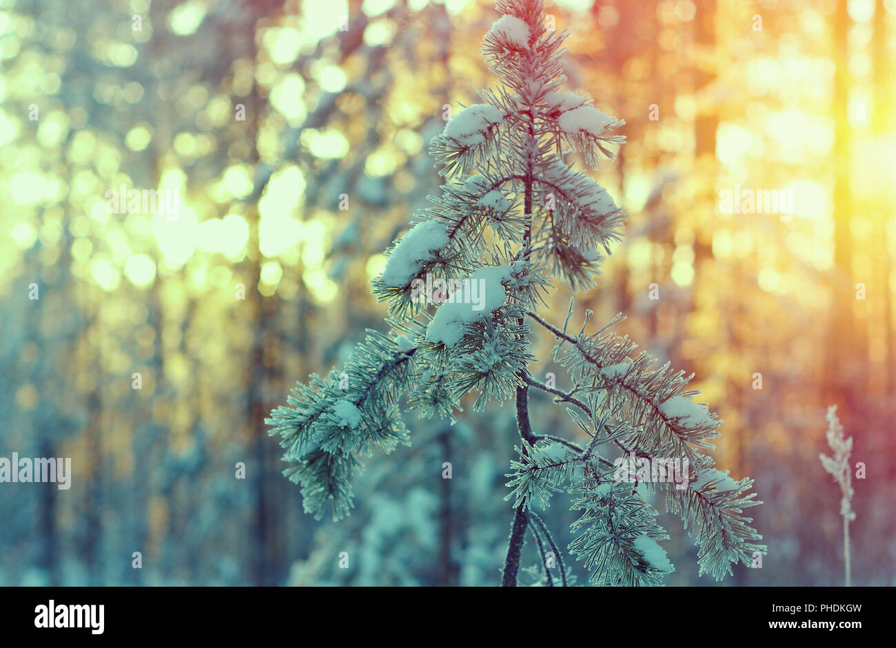 winter landscape .Winter scene Stock Photo - Alamy