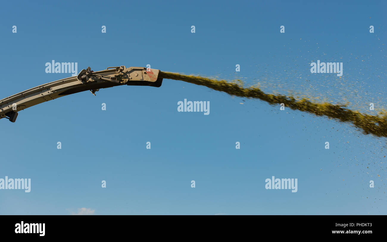 Corn harvest, corn forage harvester in action Stock Photo - Alamy