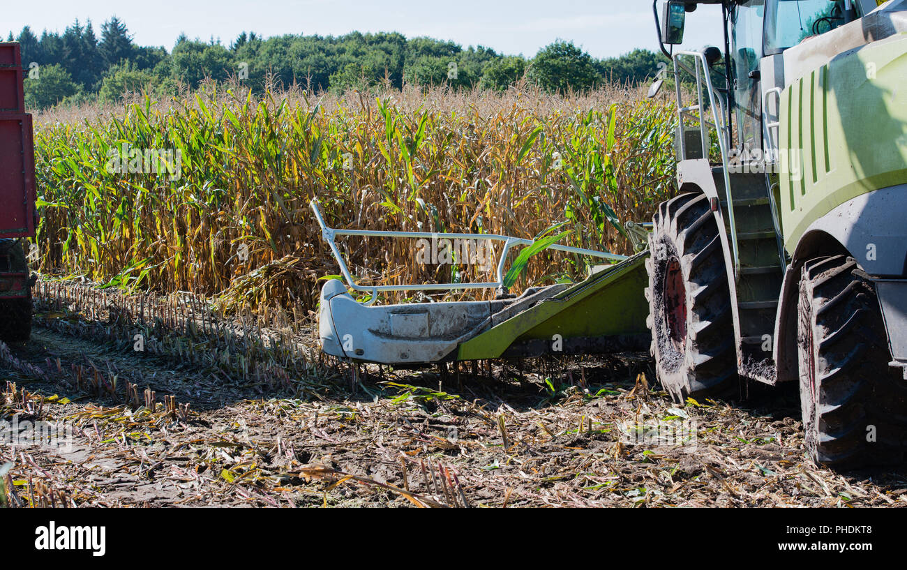 Forage maize hi-res stock photography and images - Alamy