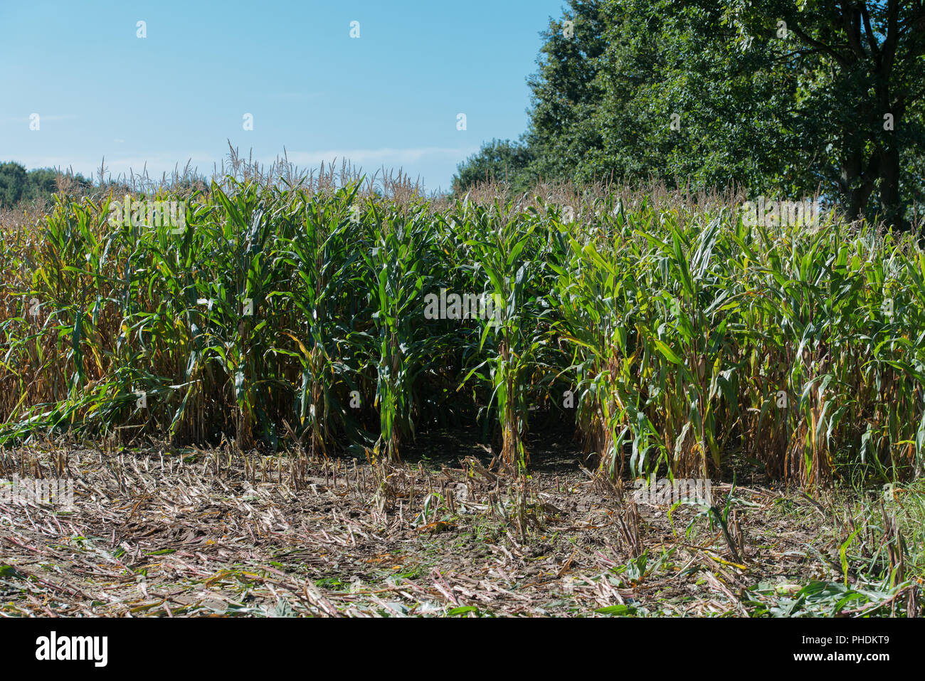 Cutting corn harvest hi-res stock photography and images - Alamy