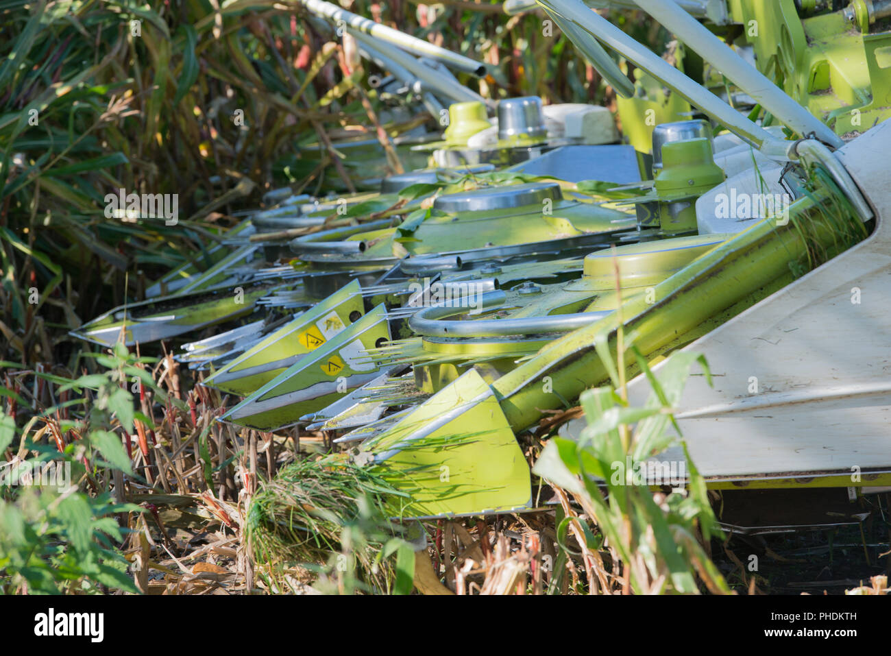 Corn harvest, corn forage harvester in action Stock Photo - Alamy