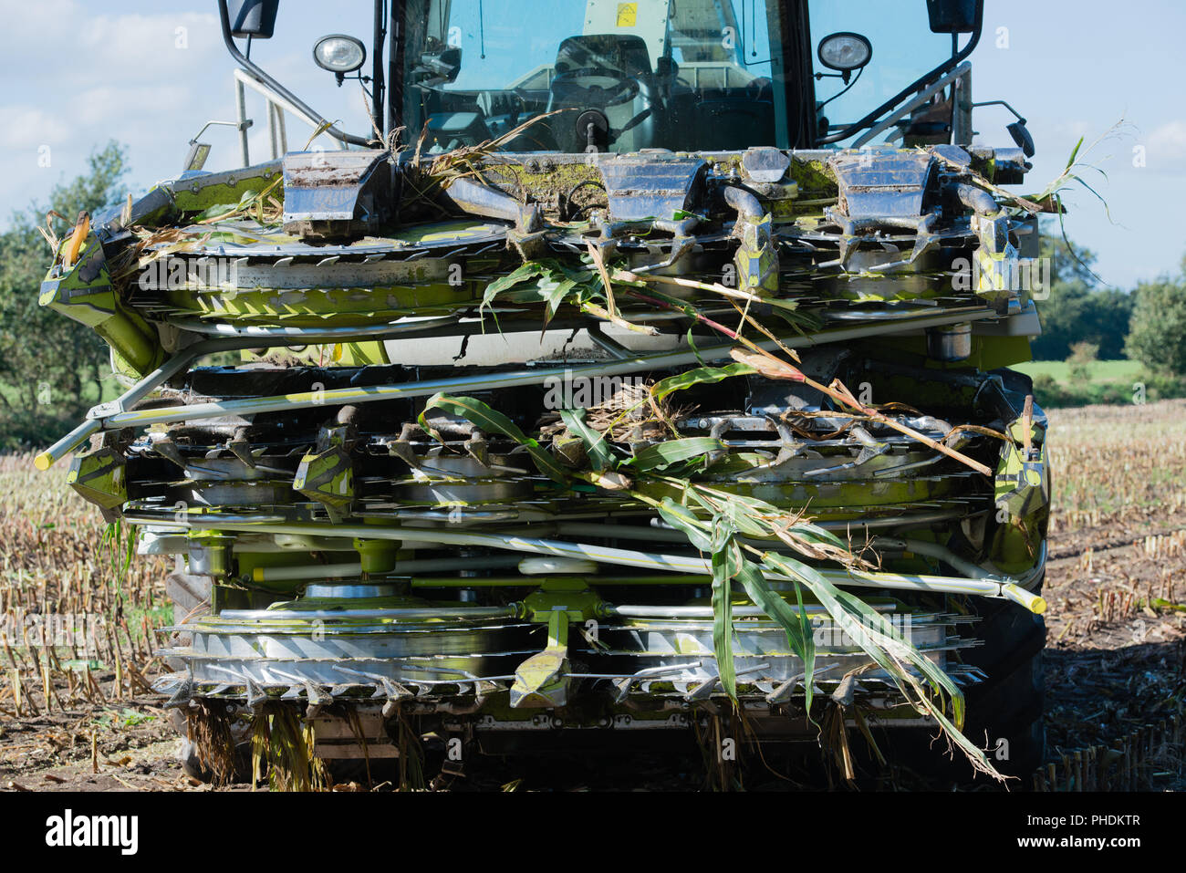Corn harvest, corn forage harvester in action Stock Photo - Alamy
