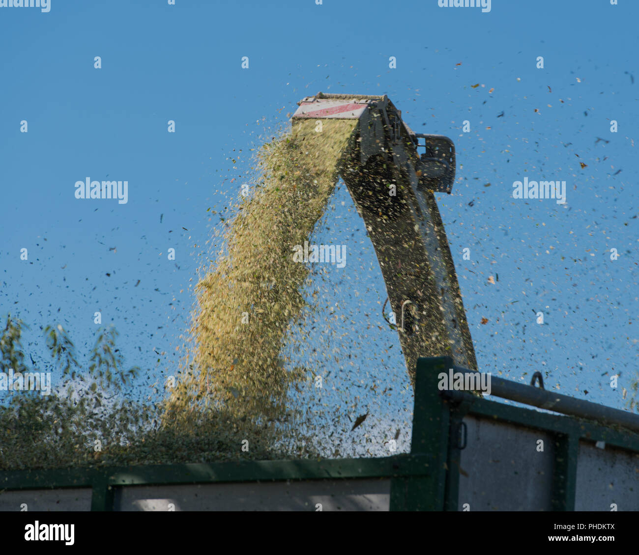 Corn harvest, corn forage harvester in action Stock Photo - Alamy