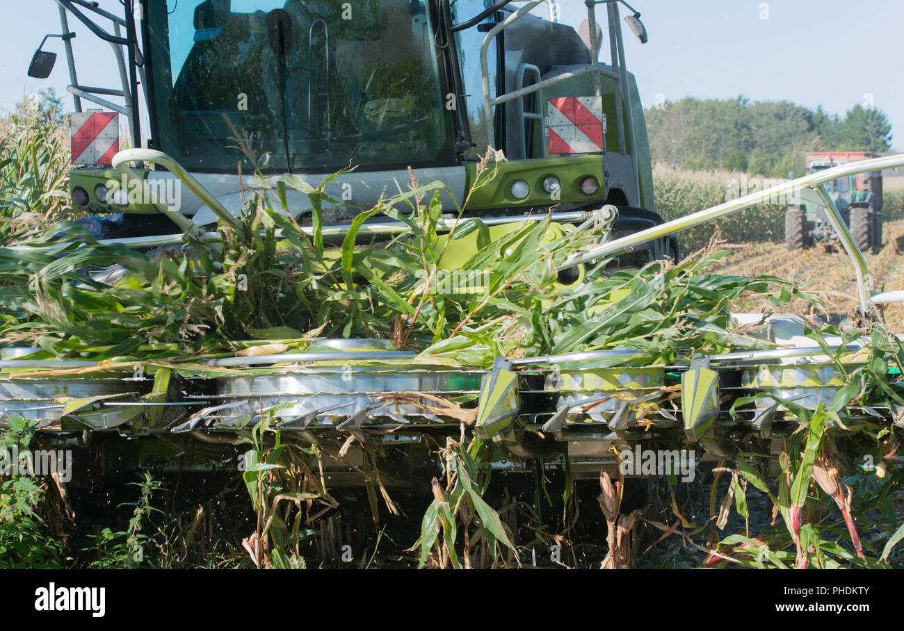 Corn harvest, corn forage harvester in action Stock Photo - Alamy