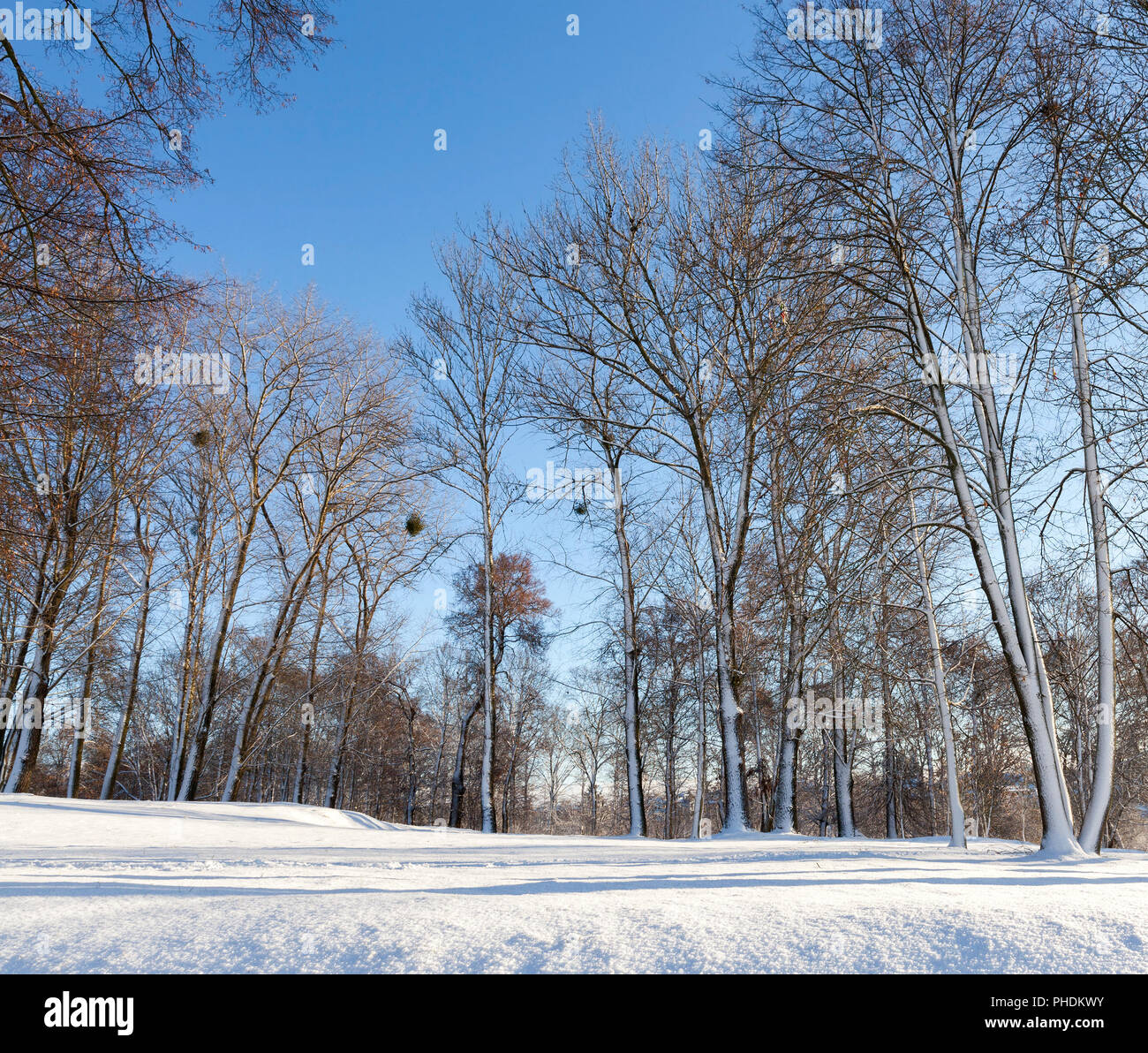 deciduous trees in winter, without leaves and covered with snow, a blue ...