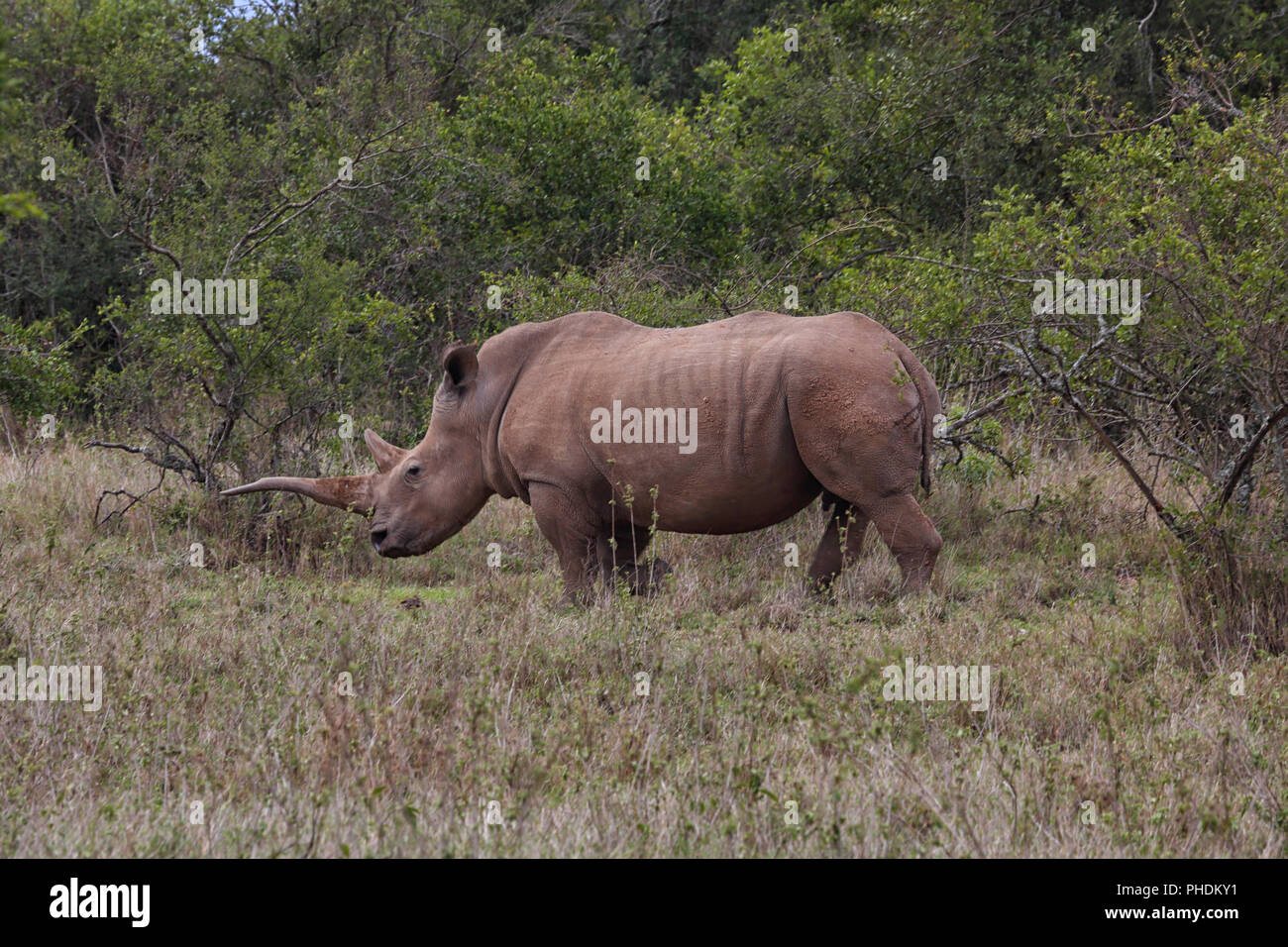 rhino in Africa Stock Photo - Alamy
