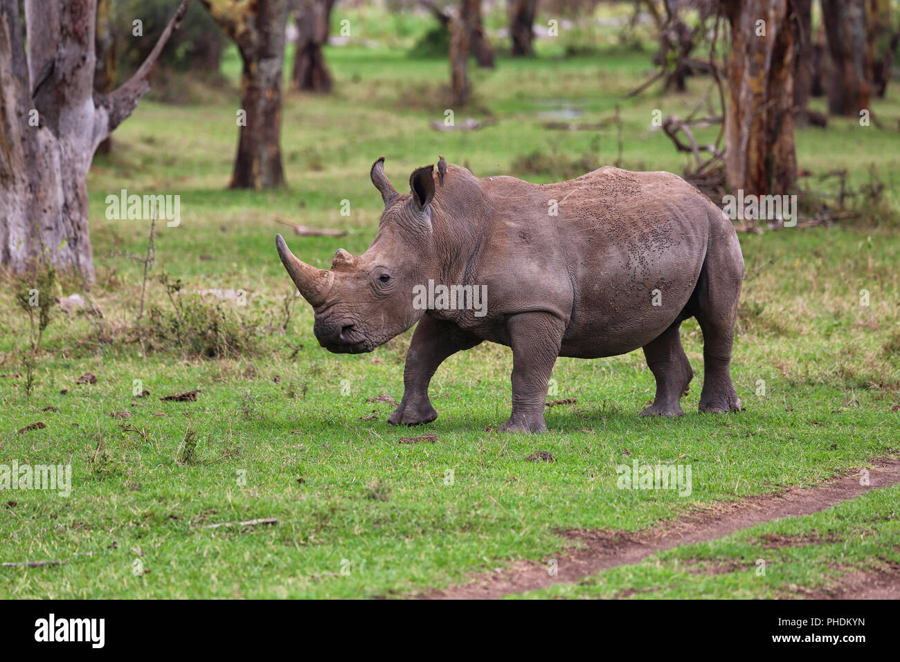 Rhino in africa hi-res stock photography and images - Alamy