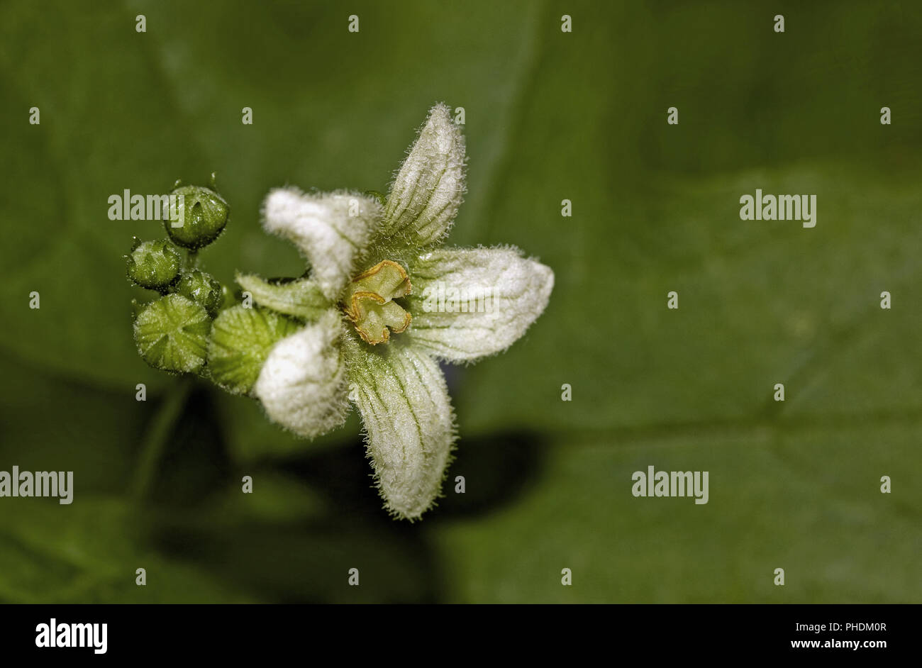 Bryonia Cretica High Resolution Stock Photography and Images - Alamy