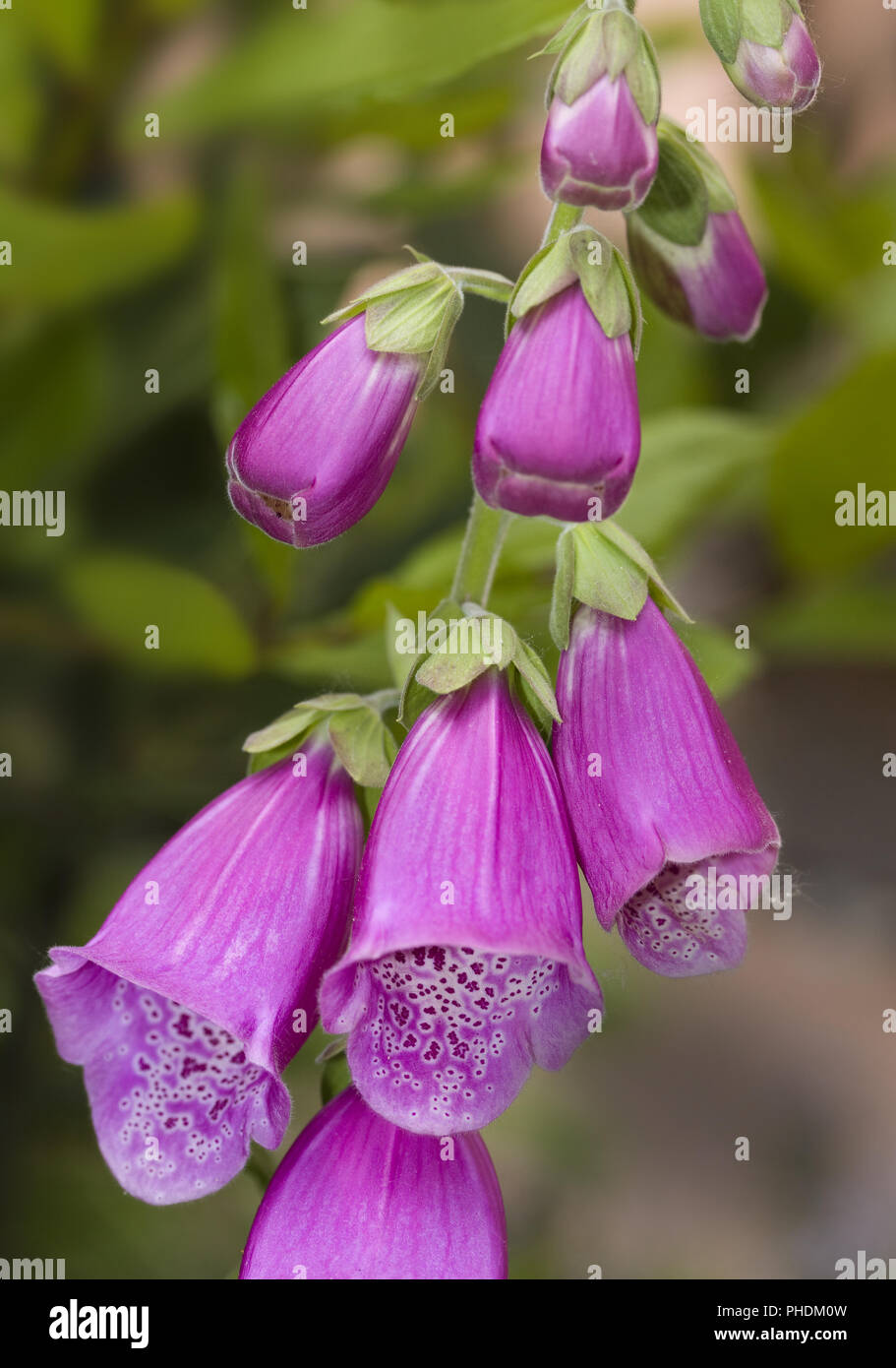 Purple foxglove Digitalis purpurea Stock Photo - Alamy