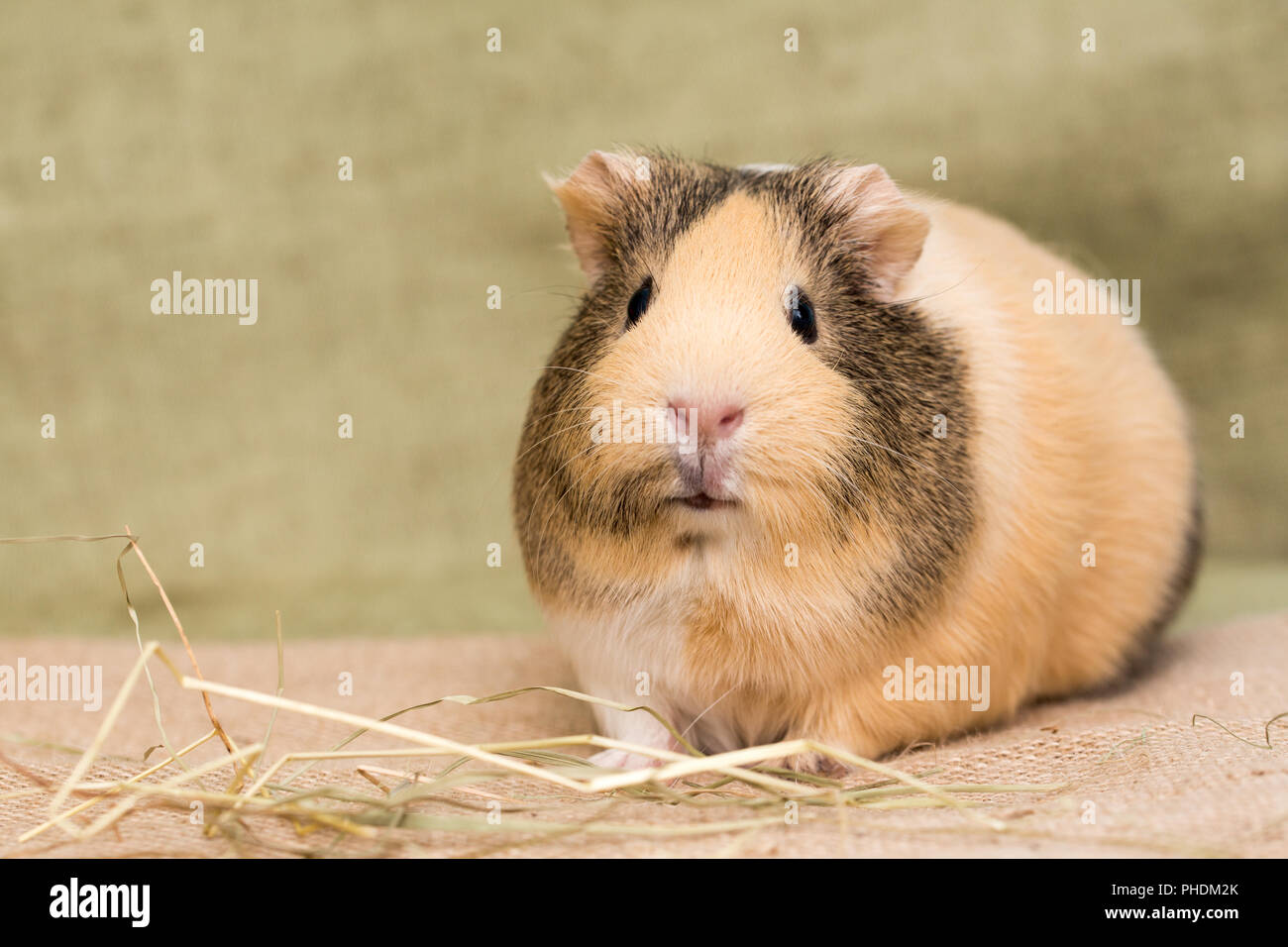 Guinea pig closeup Stock Photo - Alamy