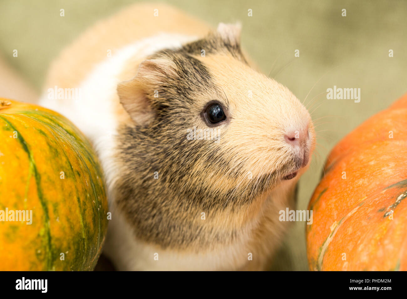 Guinea pig closeup Stock Photo - Alamy