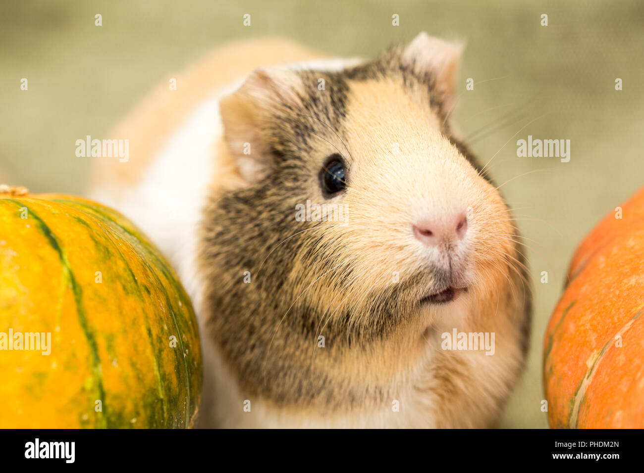 Guinea pig care hi-res stock photography and images - Alamy