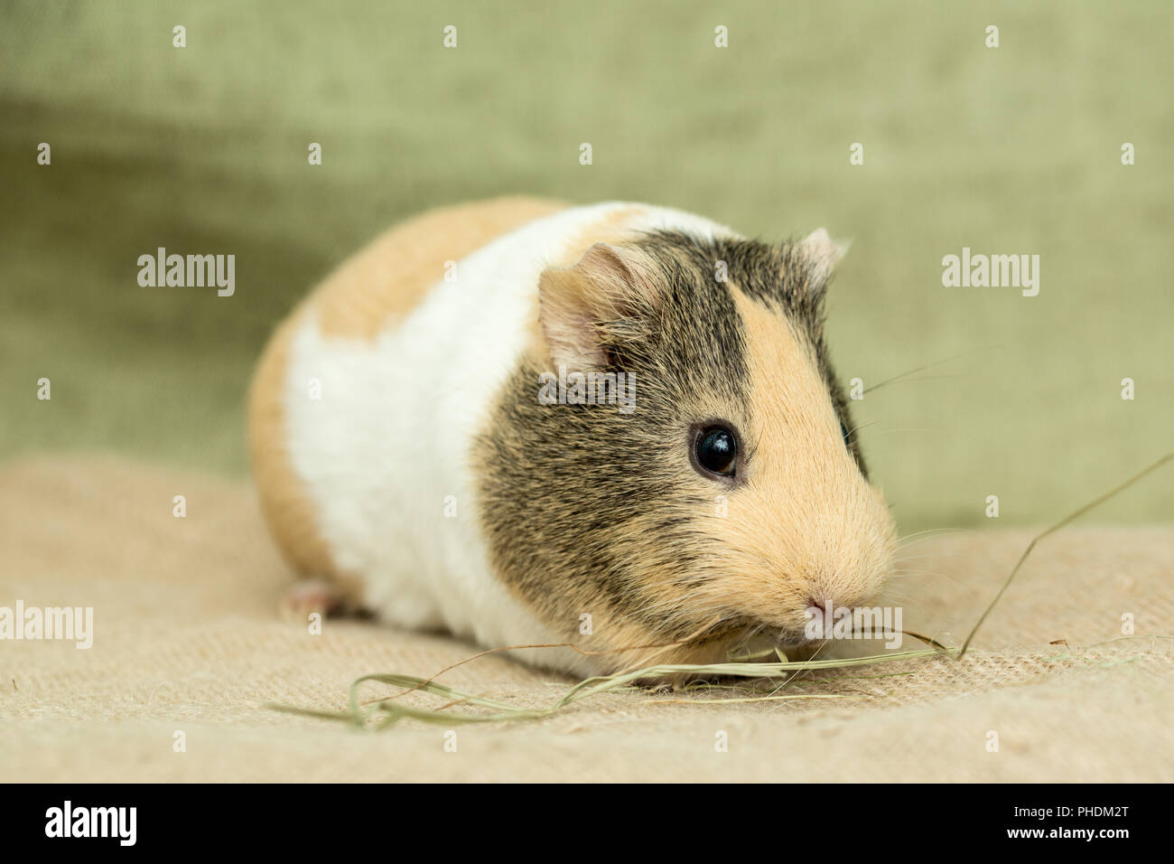 Guinea pig closeup Stock Photo - Alamy