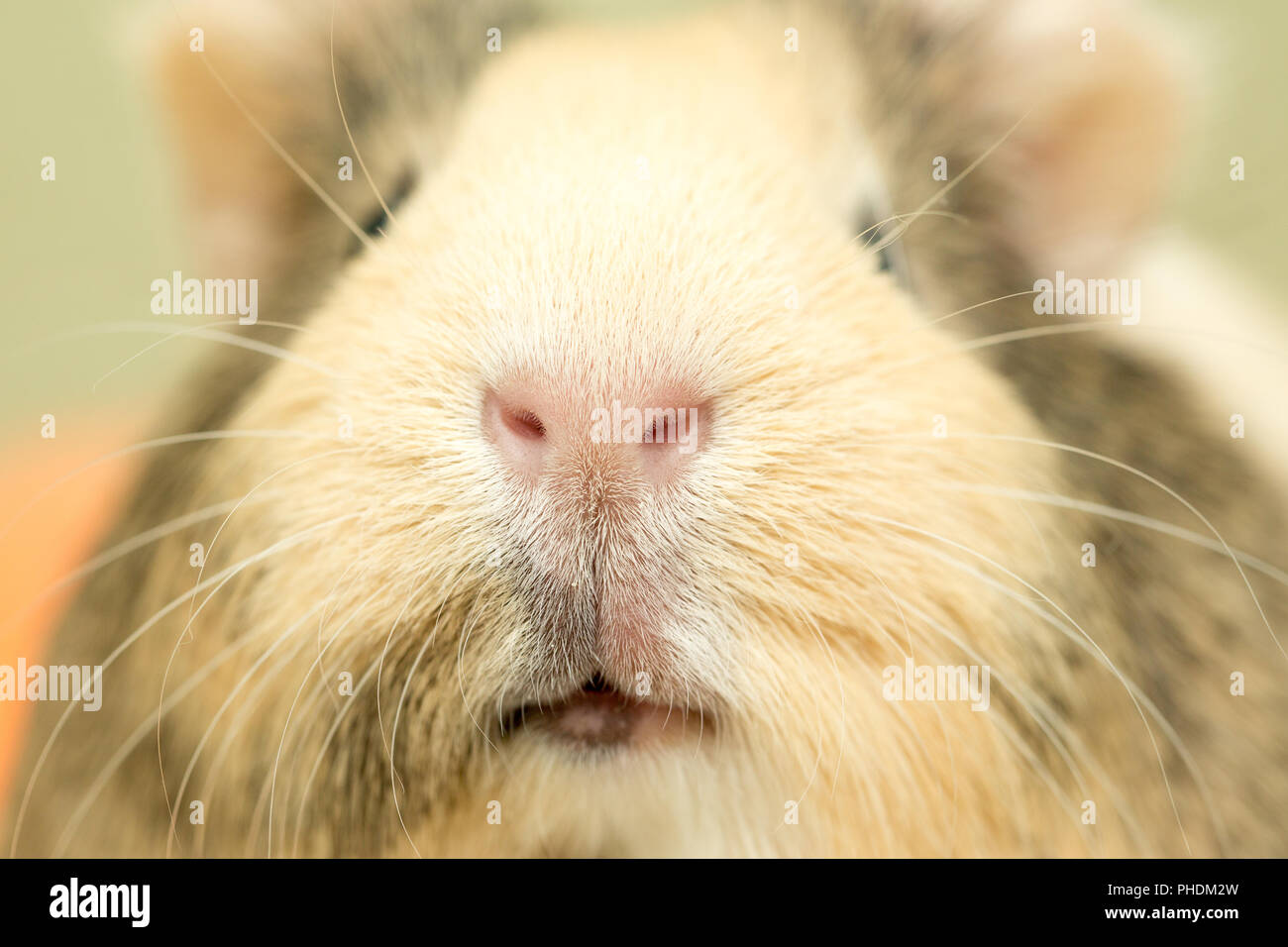 Guinea pig closeup Stock Photo - Alamy