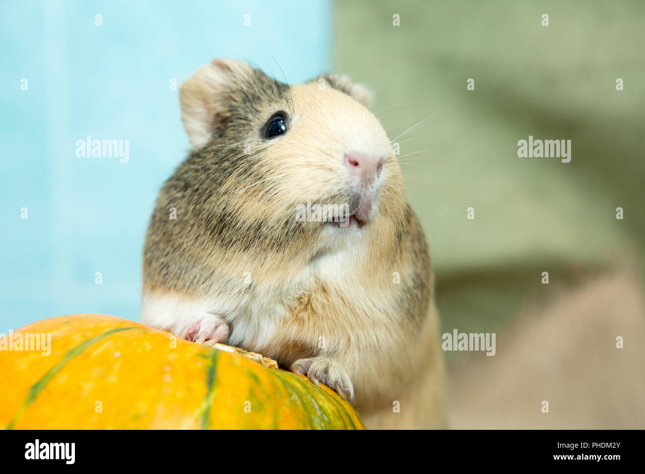 Guinea pig closeup Stock Photo - Alamy