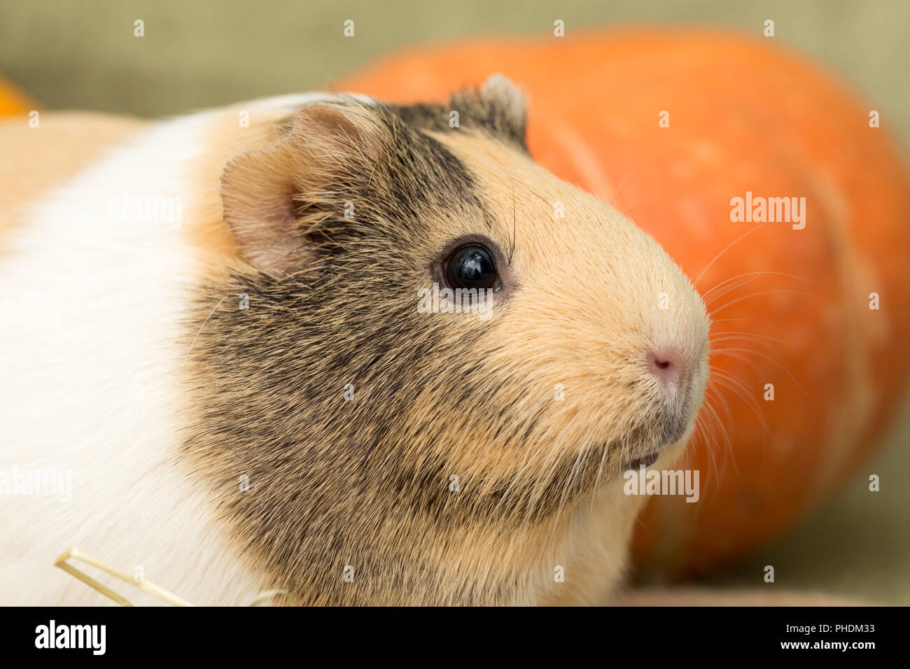 Guinea pig care hi-res stock photography and images - Alamy